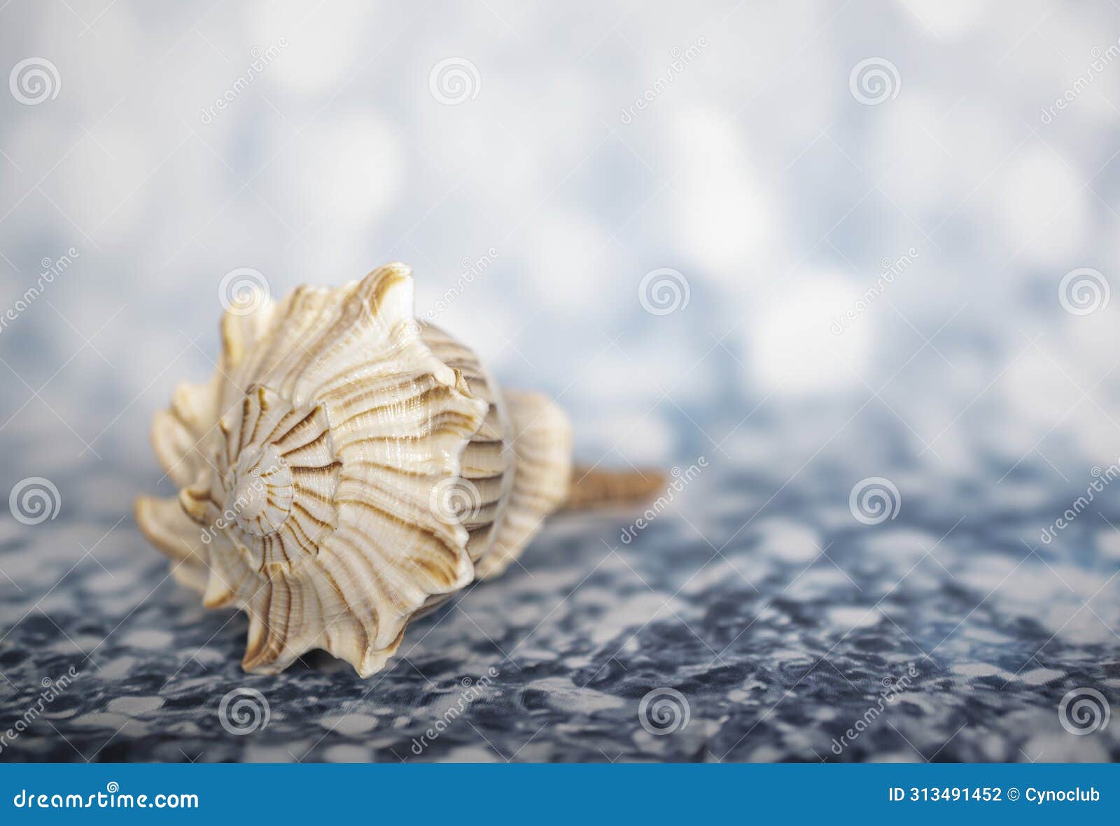 Shellfish on blue stock photo. Image of summer, marine - 313491452