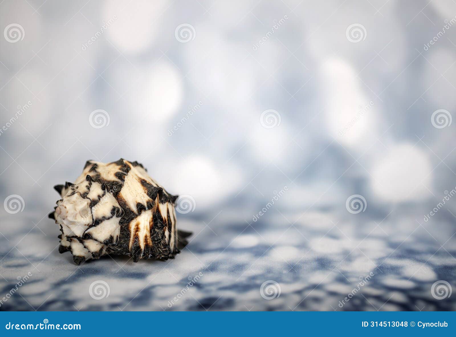 Shellfish on blue stock photo. Image of sign, copy, holiday - 314513048