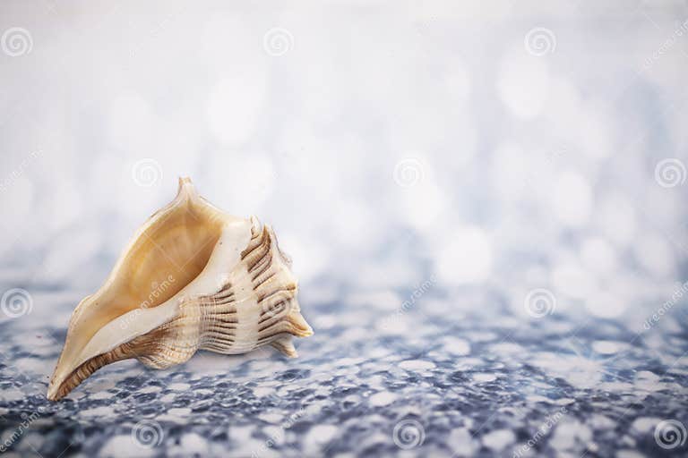 Shellfish on blue stock image. Image of slate, shell - 314685605
