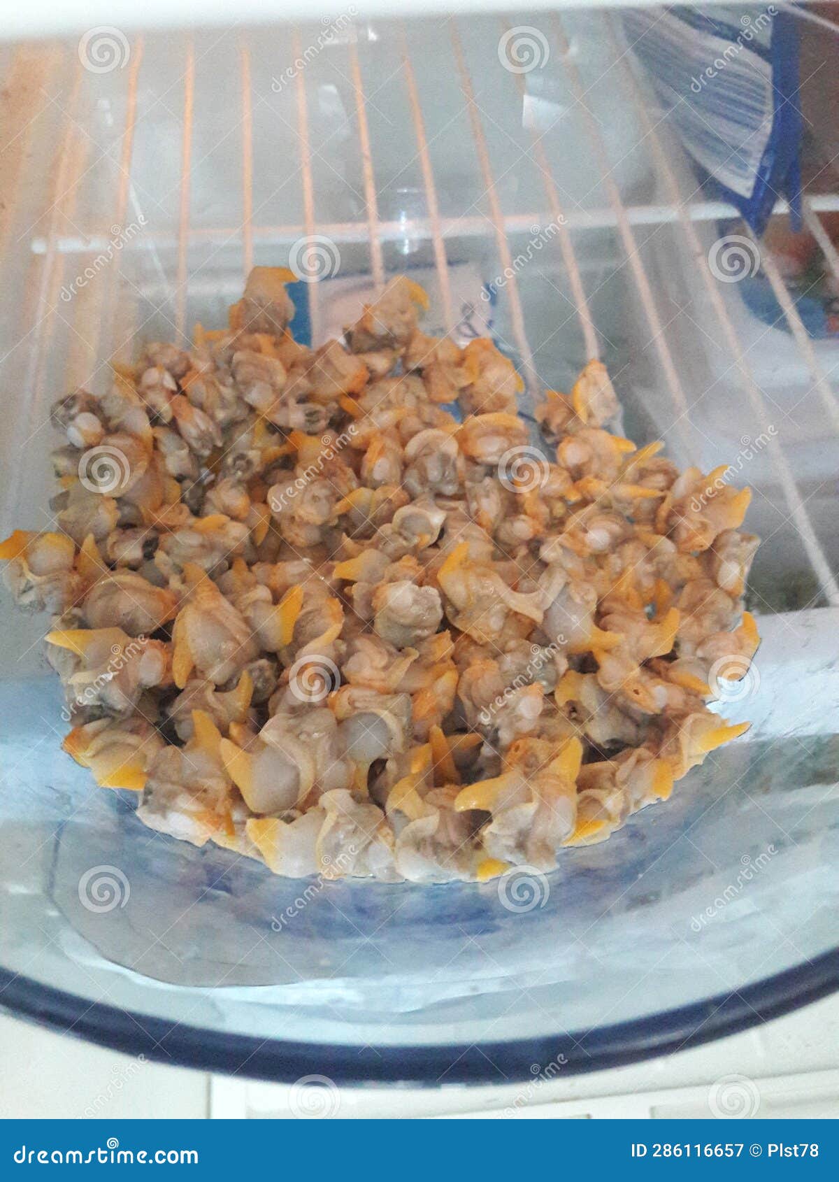 Shellfish Caught in Jullouville in Normandy Stock Image - Image of ...