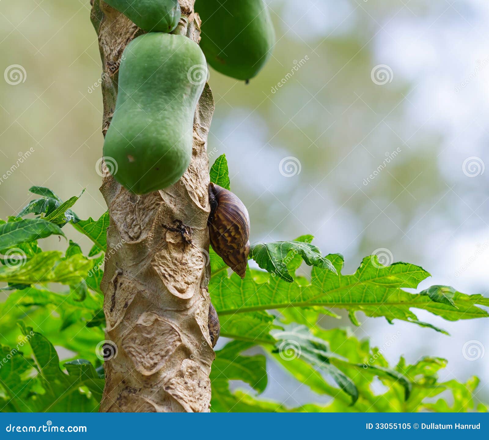 Shellfish. stock image. Image of papaya, features, shellfish - 33055105