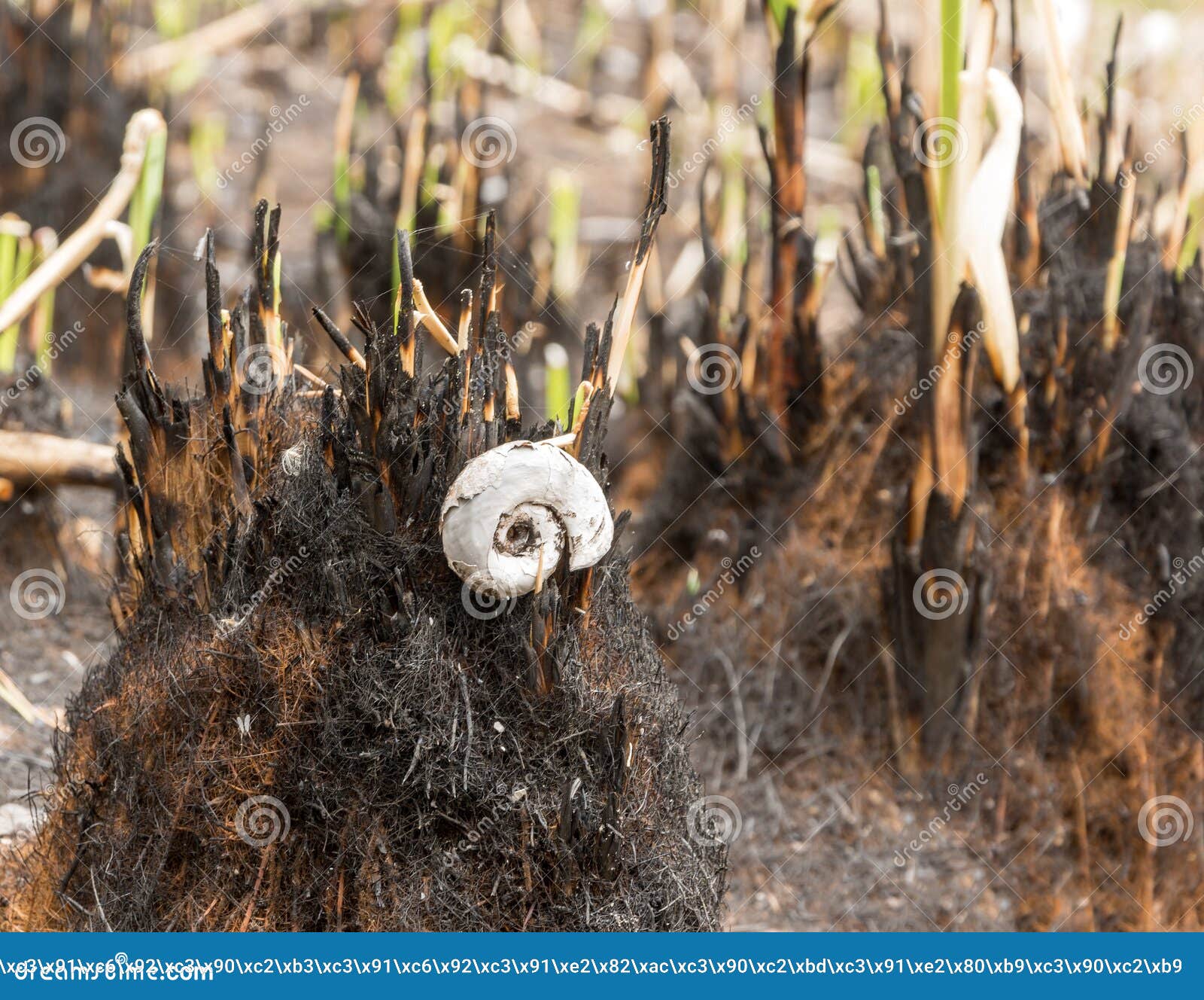 Shellfish Clams in the Forest Lie on Needles and Ashes after a Fire ...