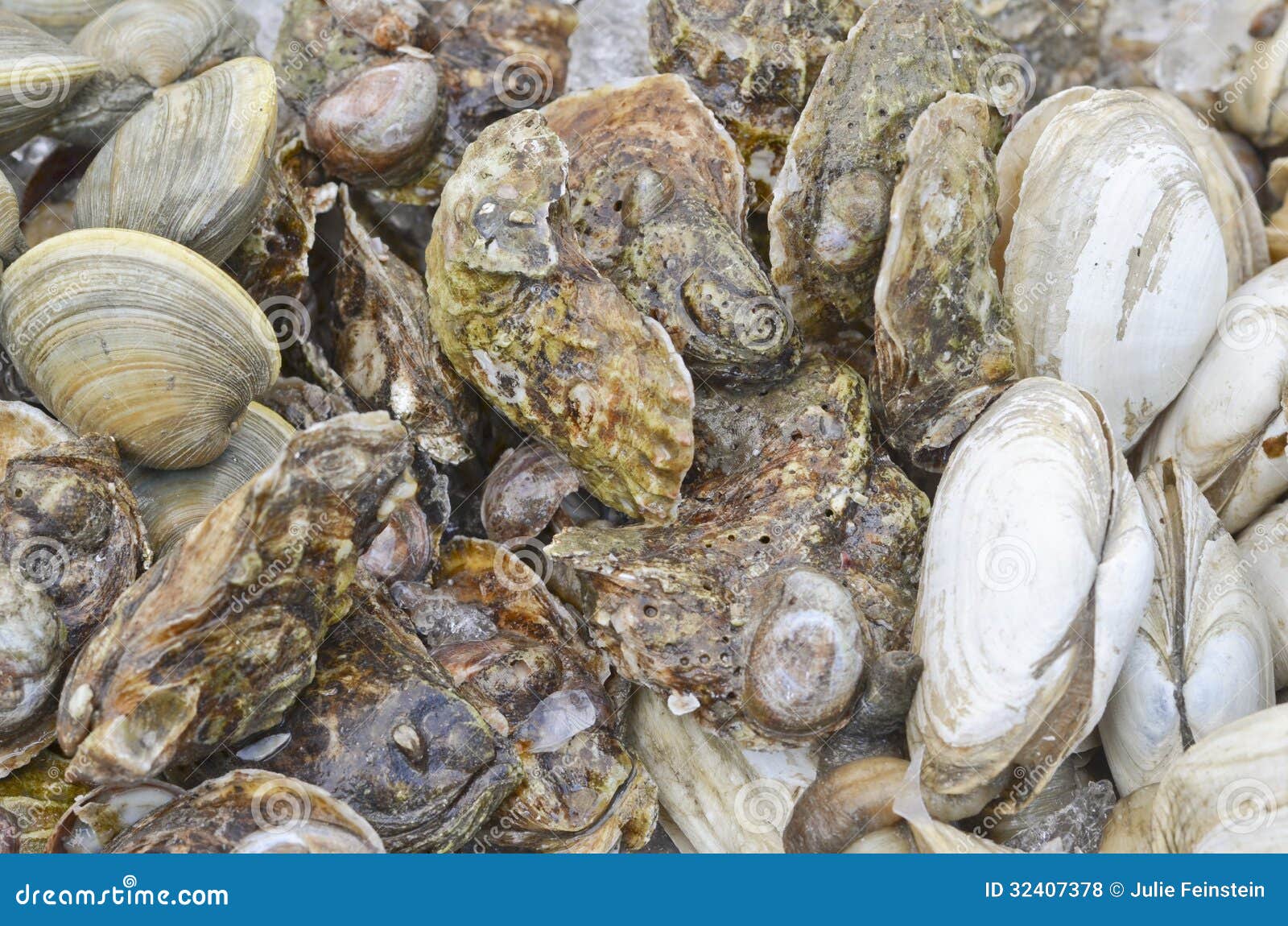 Shellfish stock photo. Image of fresh, oyster, shelled - 32407378