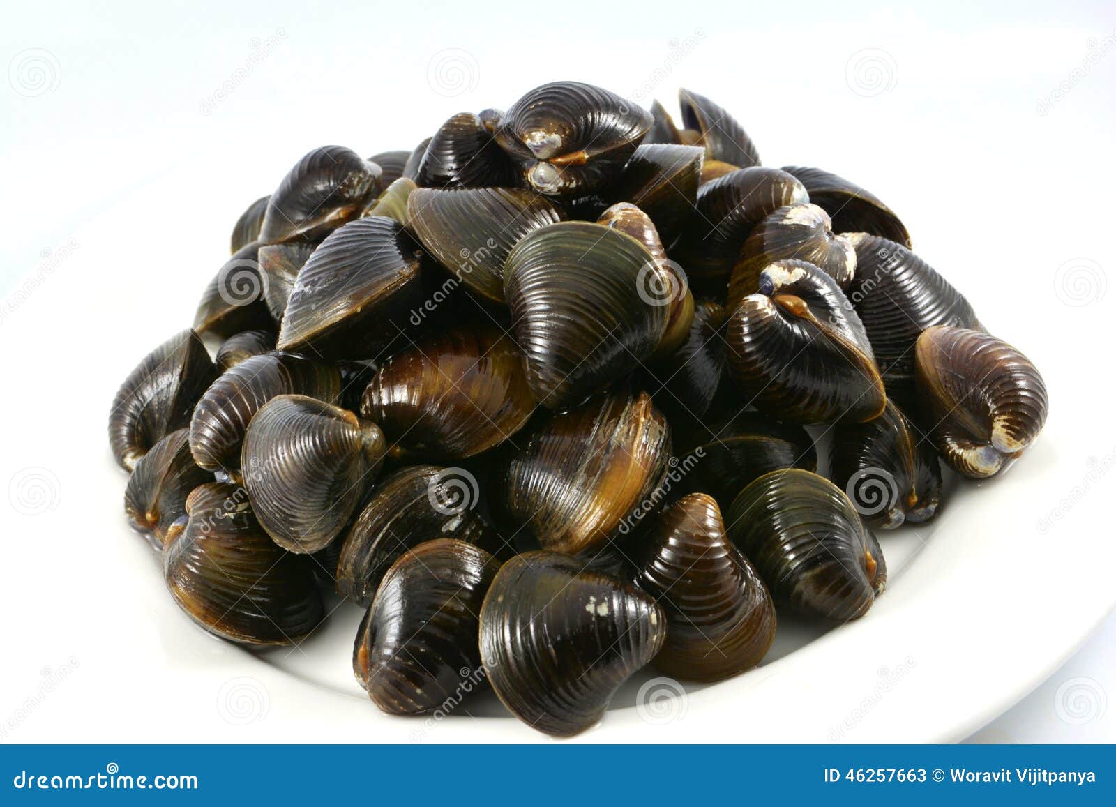 Shellfish Clams on plate stock image. Image of shell - 46257663
