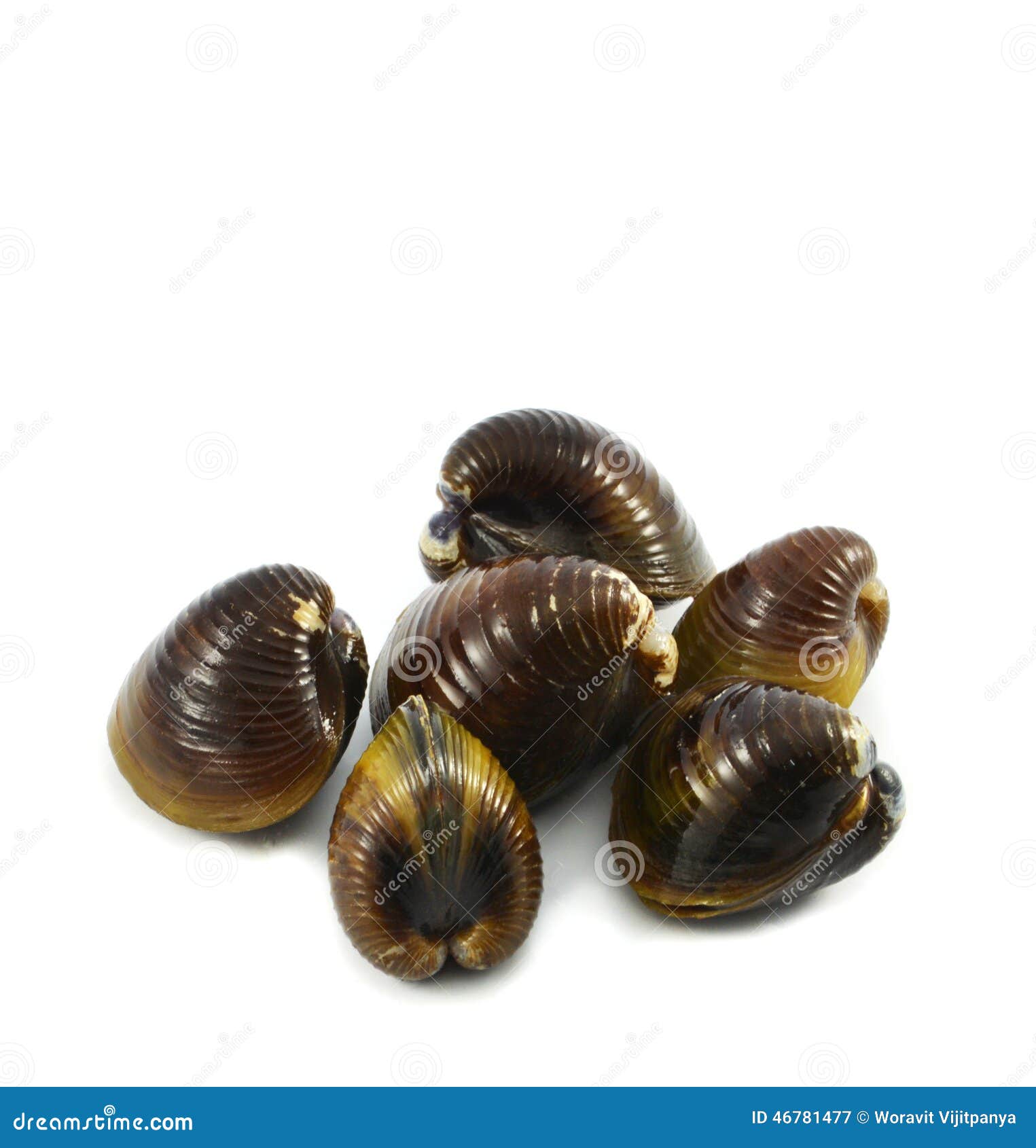 Shellfish Clams stock image. Image of cuisine, closeup - 46781477