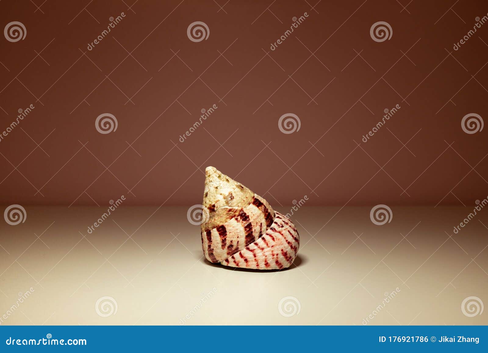 Shellfish collection stock photo. Image of nature, exotic - 176921786