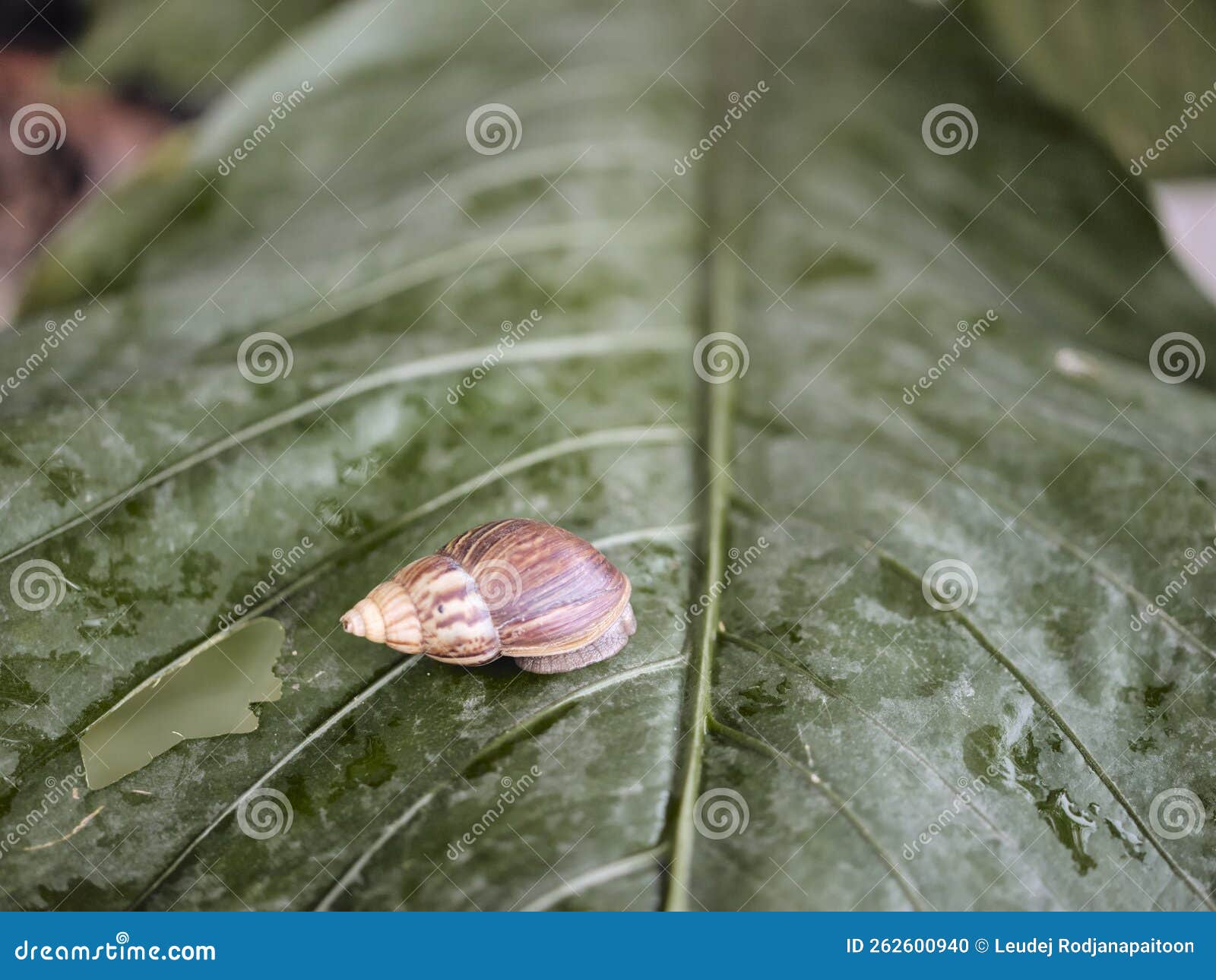 Shellfish on the Colors of the Tropical Leaves Stock Photo - Image of ...