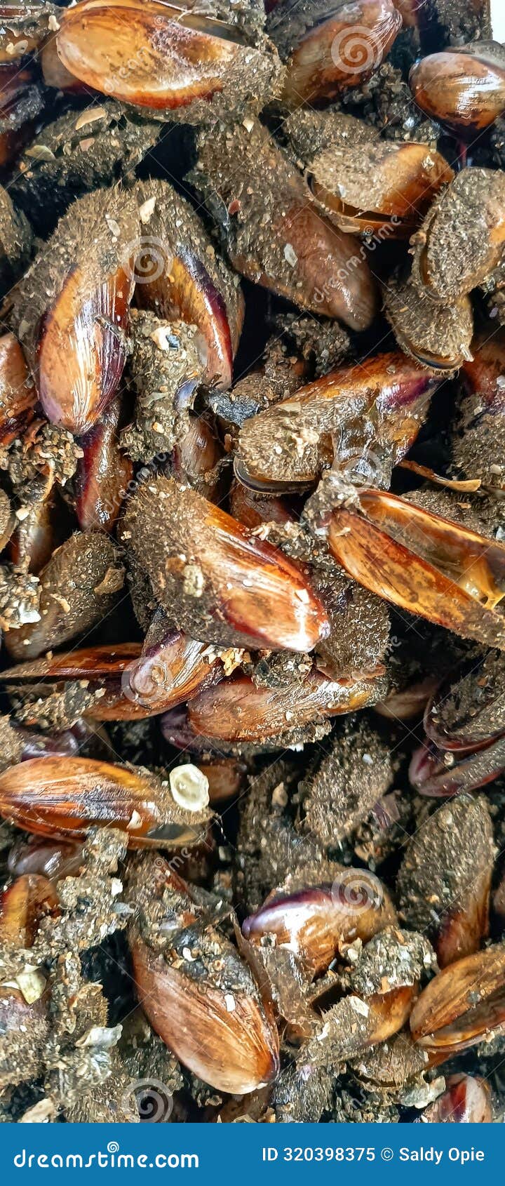 Shellfish Contains Many Health Benefits Stock Image - Image of ...