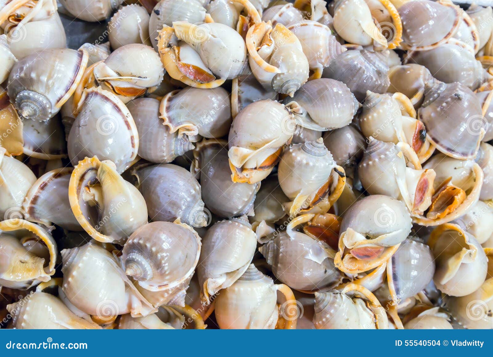 Shellfish cooking seafood. stock photo. Image of fish - 55540504