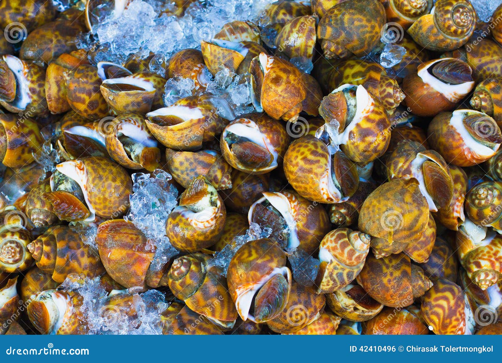 Shellfish stock photo. Image of diner, market, nutrition - 42410496