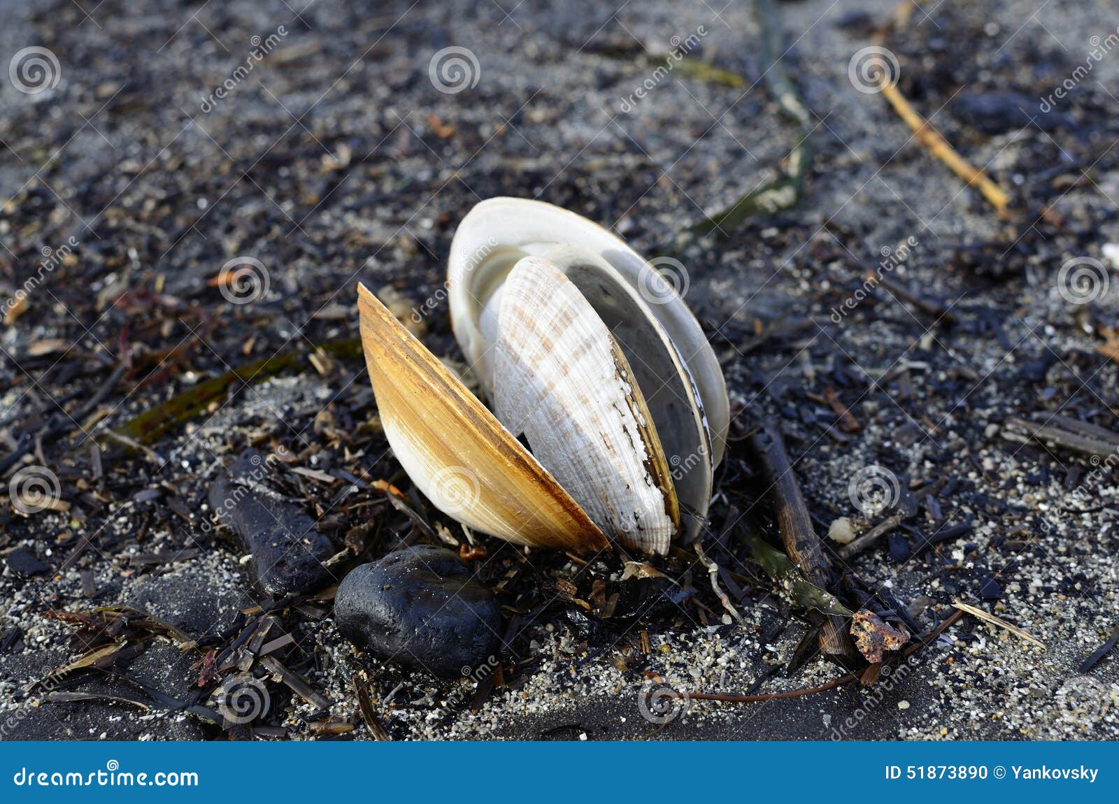 Shellfish stock photo. Image of mollusk, shells, snail - 51873890