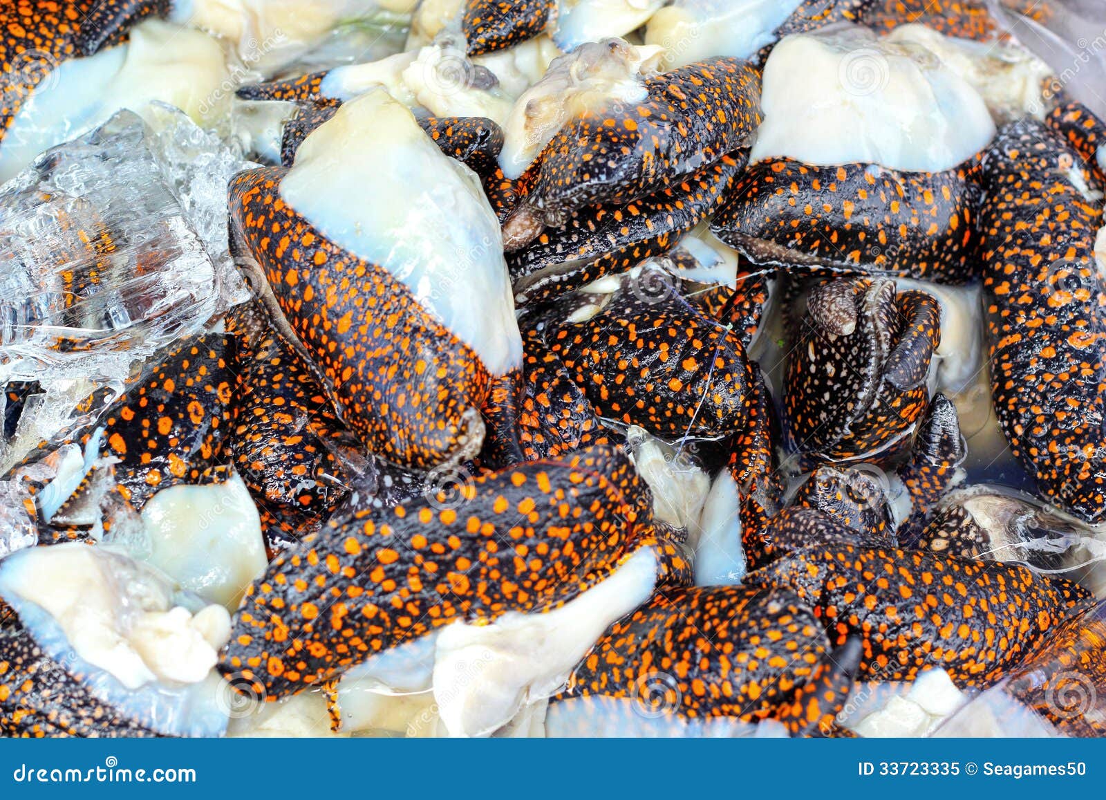 Shellfish Fresh on the Market. Stock Image - Image of white, jacques ...
