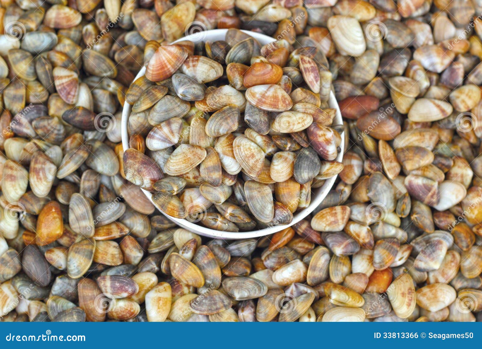 Shellfish Fresh on the Market. Stock Photo - Image of shell, life: 33813366