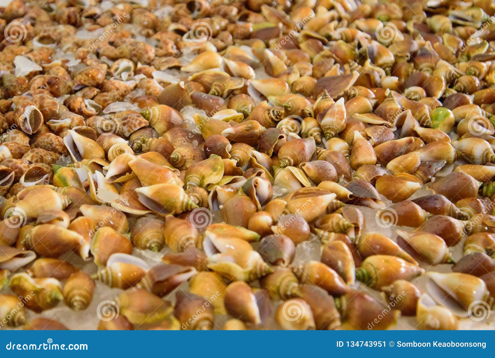 Shellfish on the ice stock image. Image of dark, oyster - 134743951
