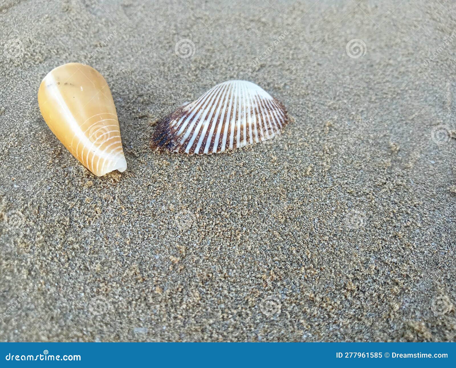 Shellfish are invertebrate stock image. Image of shellfish - 277961585