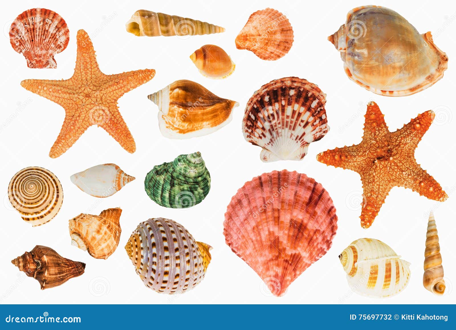 Shellfish on Isolated White Background Stock Photo - Image of scallop ...