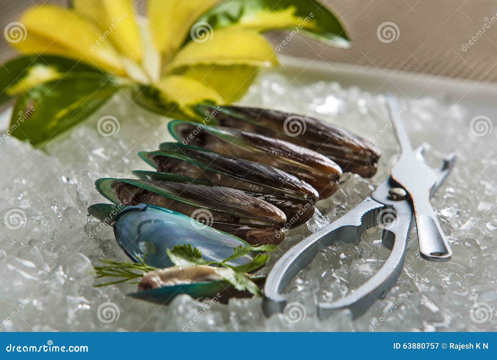 Shellfish stock image. Image of natural, food, oysters - 63880757