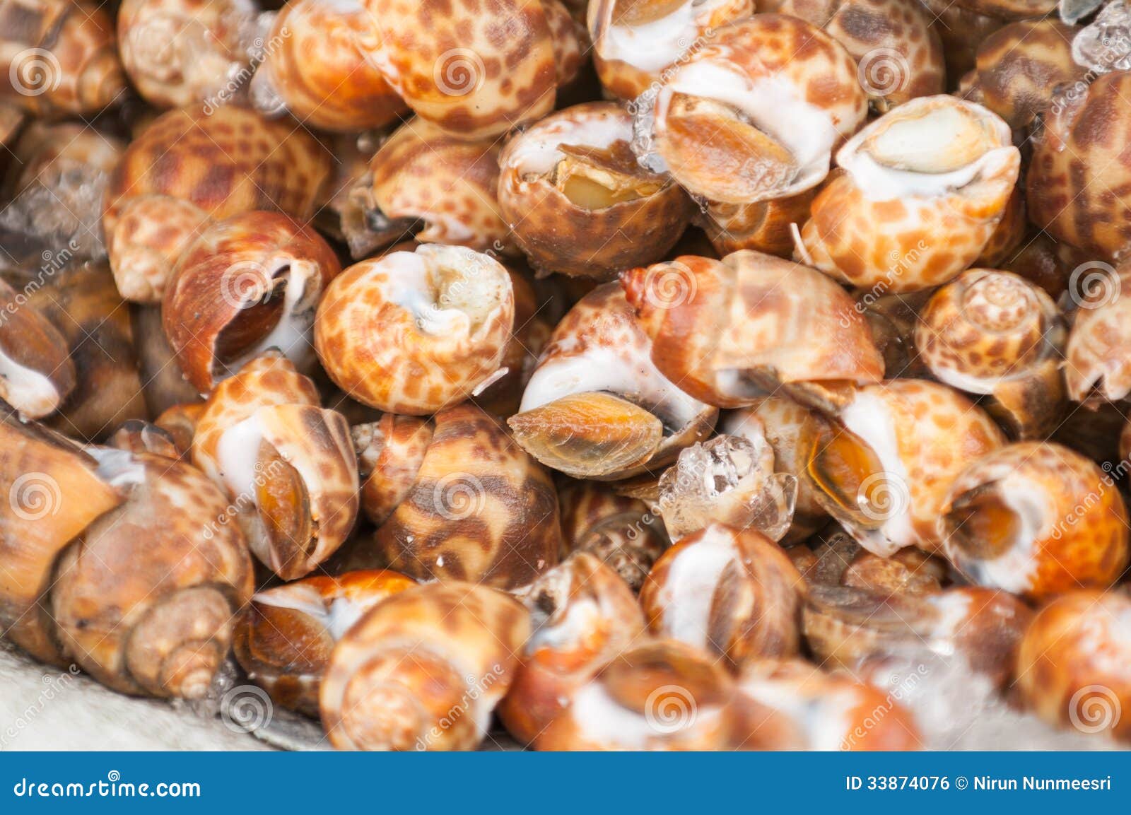 Shellfish stock photo. Image of meat, shell, scan, slimy - 33874076