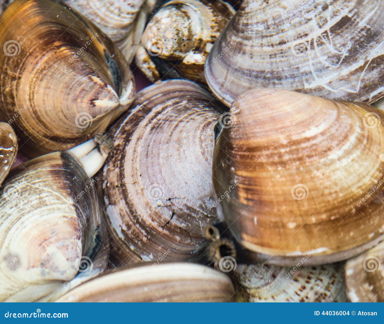 3,082 Mussels Texture Stock Photos - Free & Royalty-Free Stock Photos ...