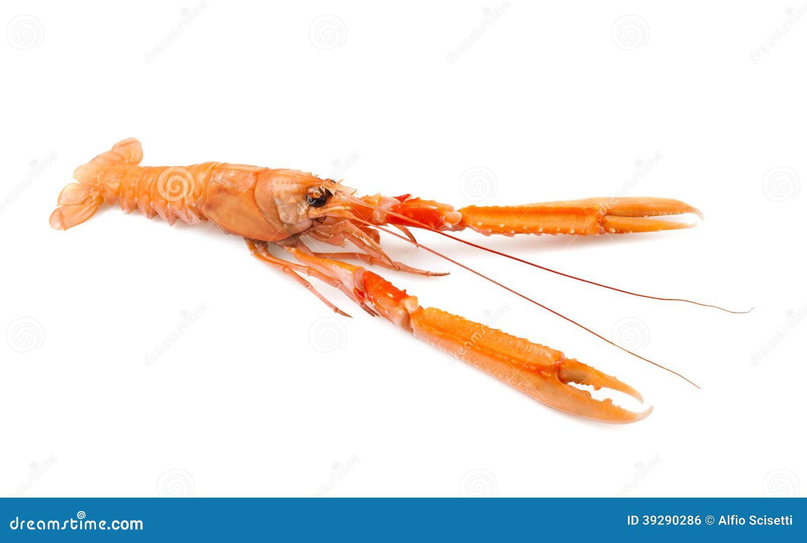 Crustacean Dead Crayfish Stock Photos - Free & Royalty-Free Stock ...