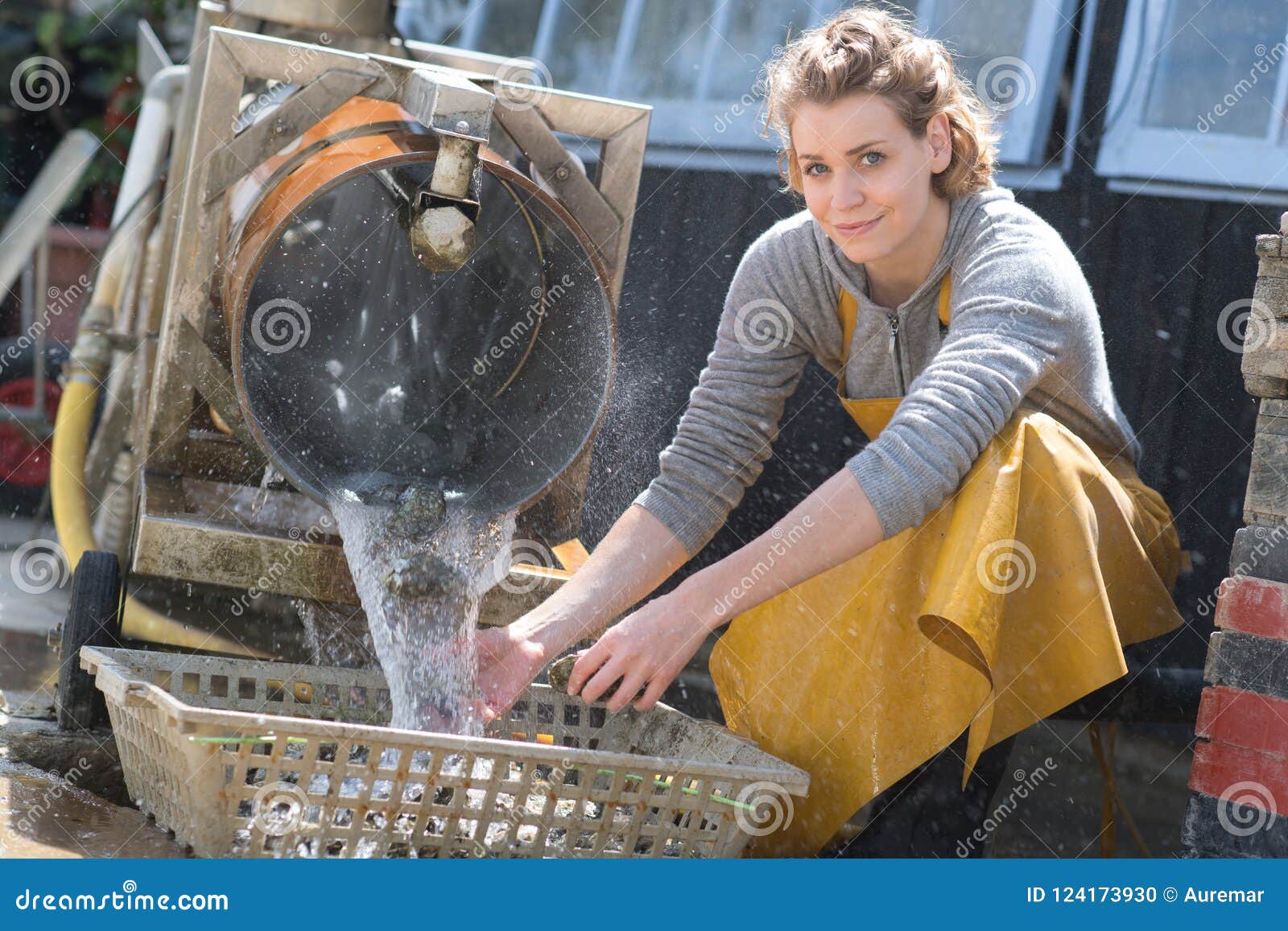 Shellfish Oysters Cleaning Processing Weight Quality Classification ...