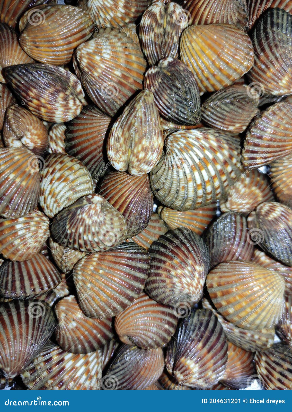Shellfish from Philippines stock image. Image of insect - 204631201