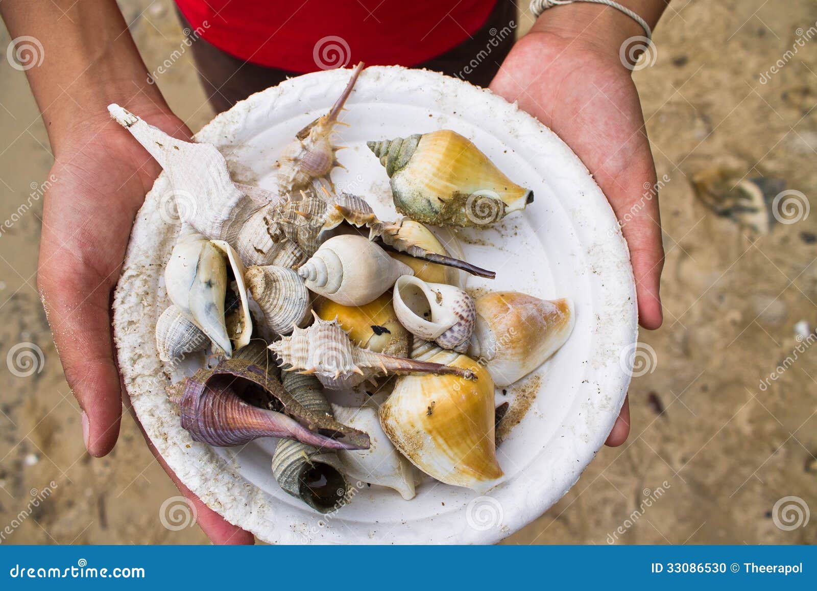Shellfish stock photo. Image of shellfish, color, snail - 33086530