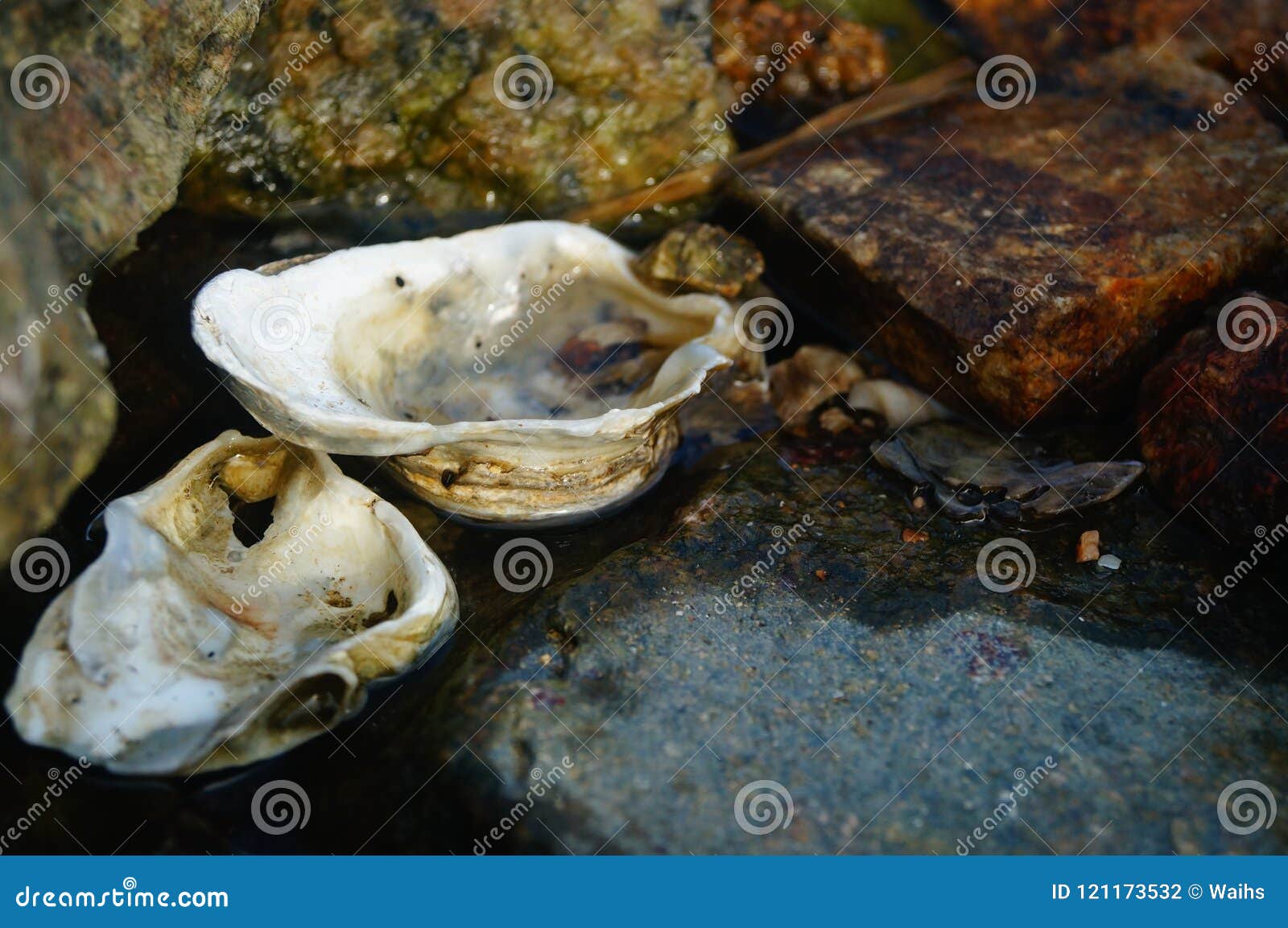 Shellfish and Reef Landscape on the Beach Stock Photo - Image of view ...