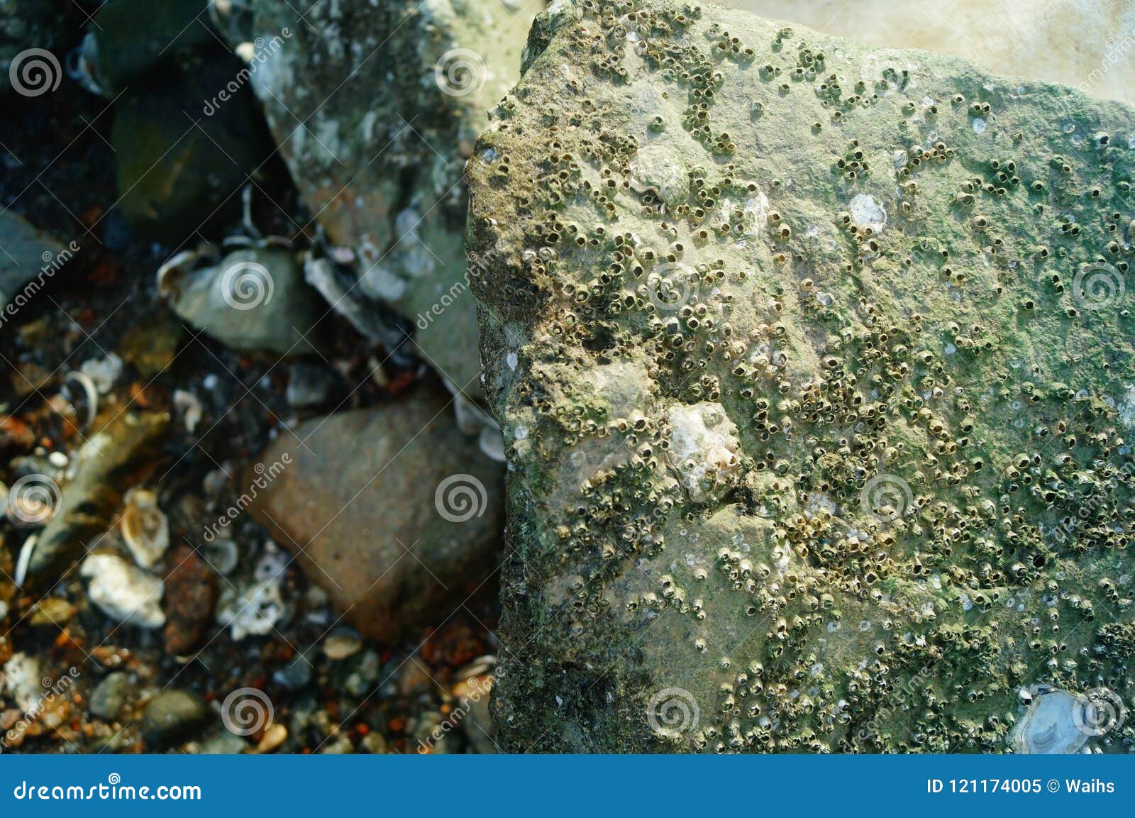 Shellfish and Reef Landscape on the Beach Stock Image - Image of reef ...