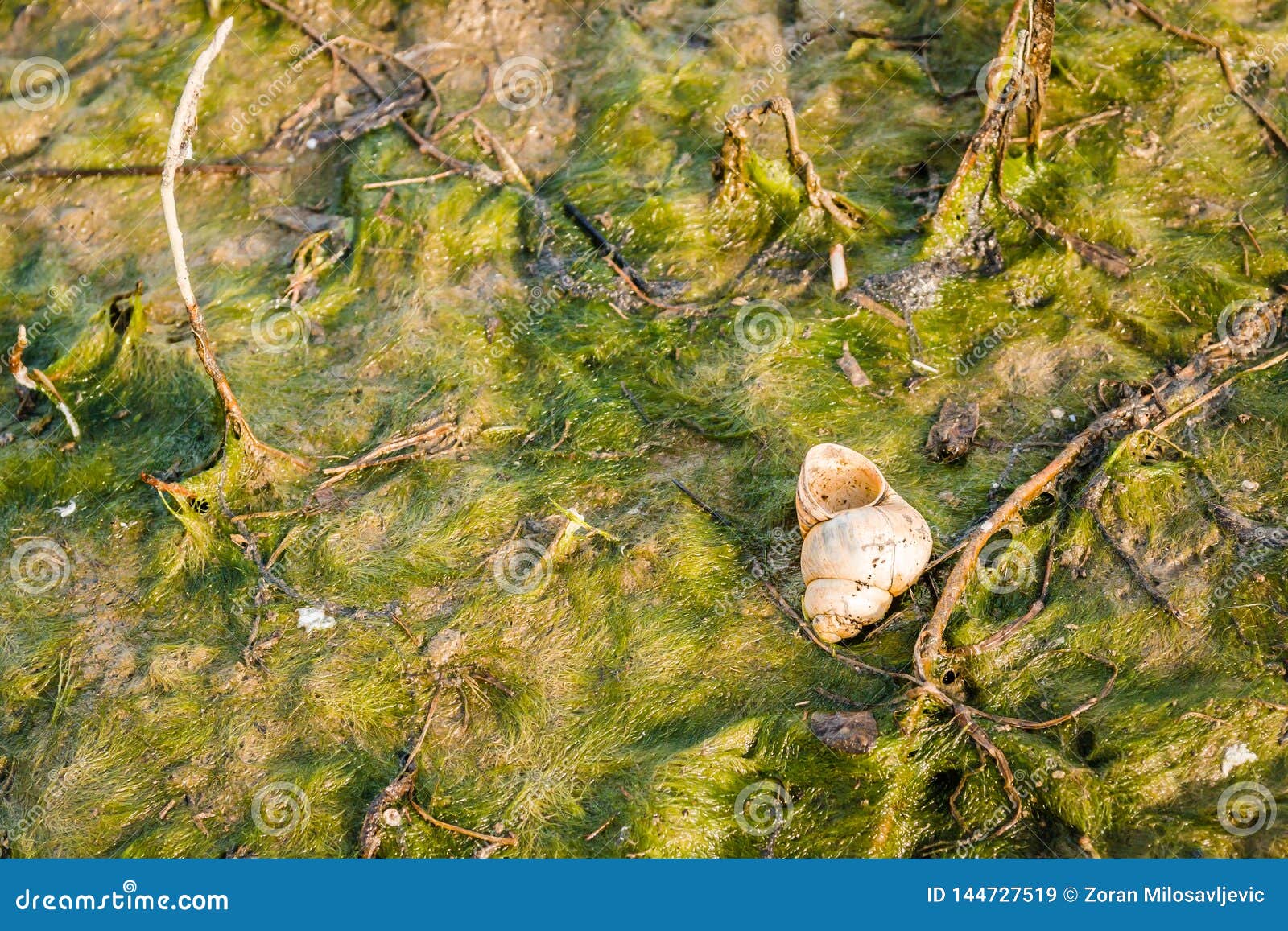 Shellfish River Snail on Grass Stock Image - Image of abstract, blue ...