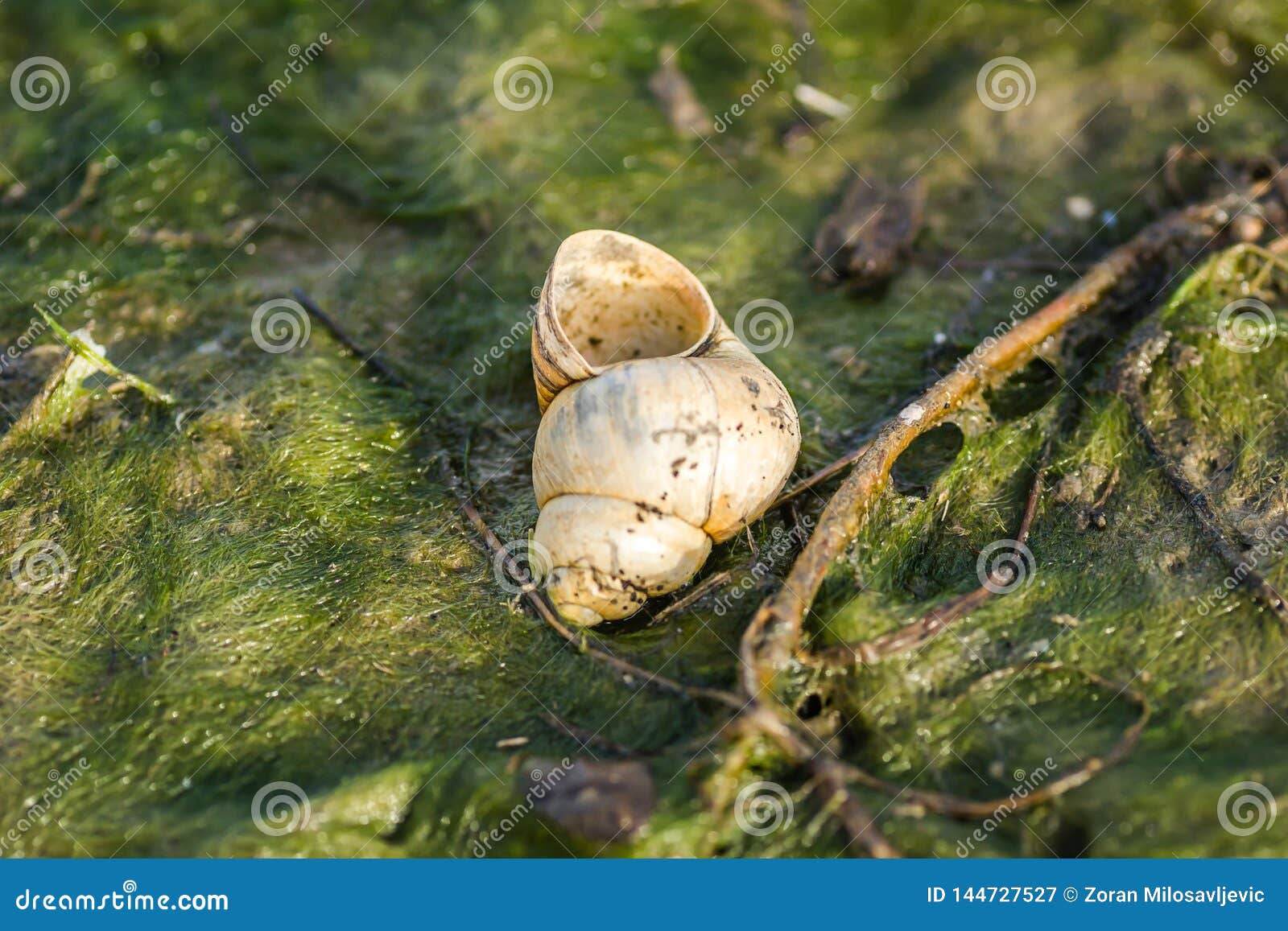 Shellfish River Snail on Grass Stock Image - Image of river, natural ...