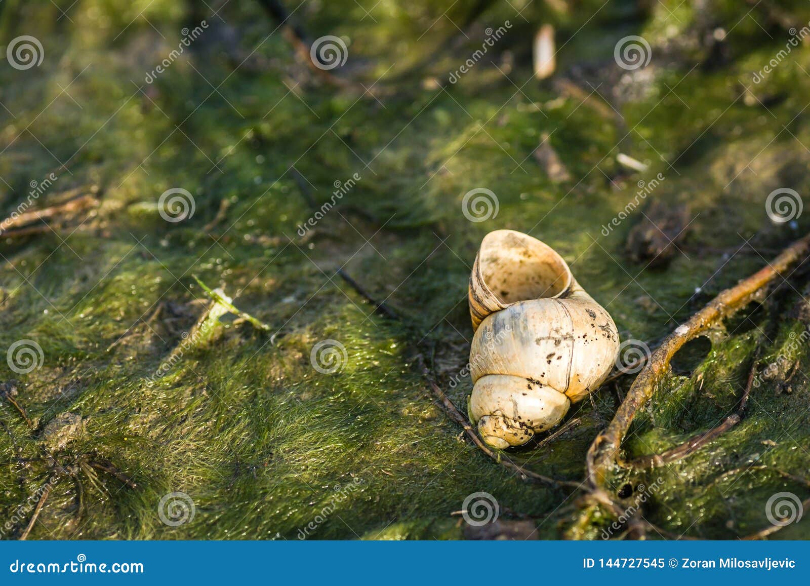 Shellfish River Snail on Grass Stock Image - Image of focus, closeup ...