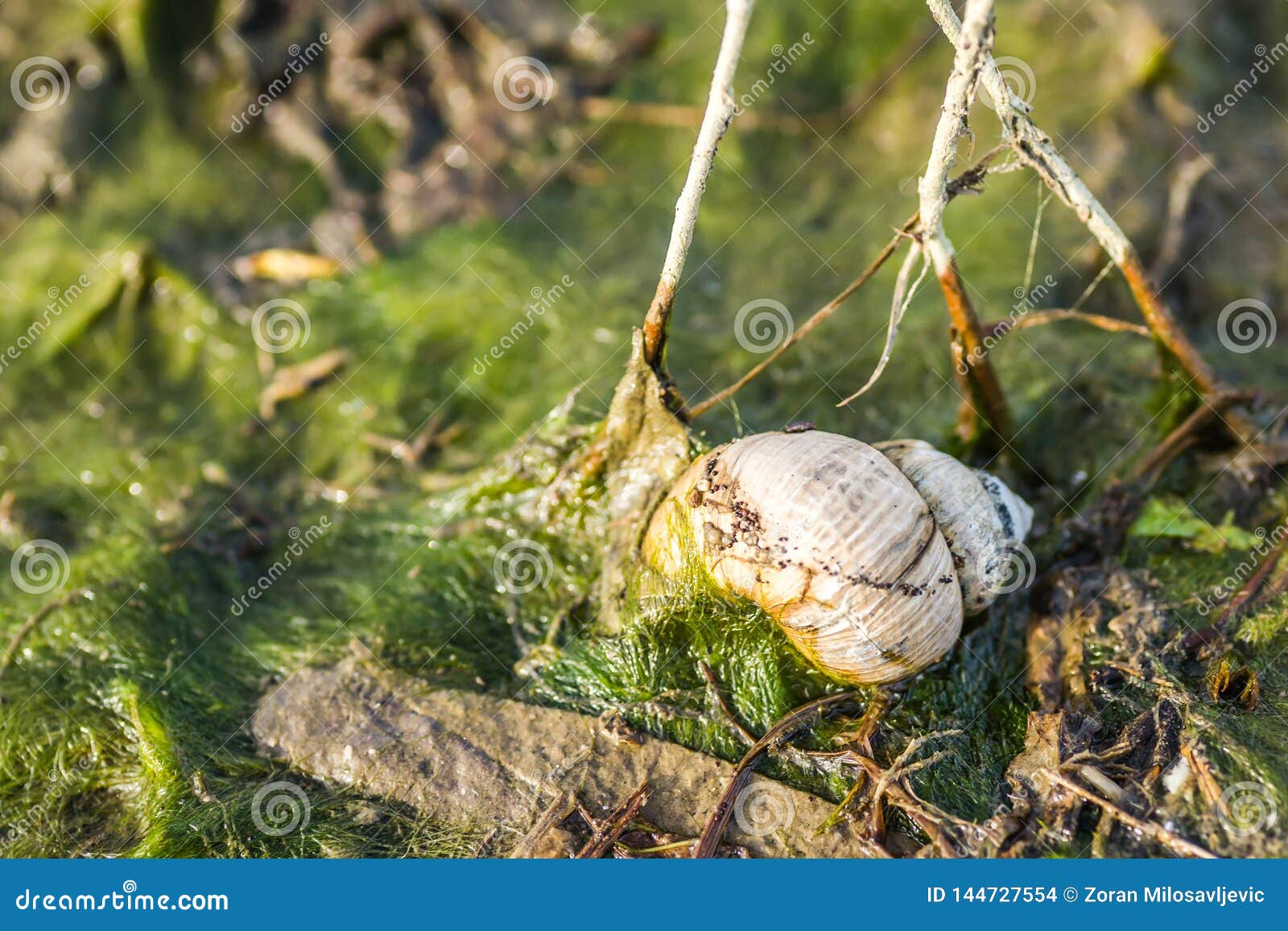 Shellfish River Snail on Grass Stock Photo - Image of beauty, grass ...