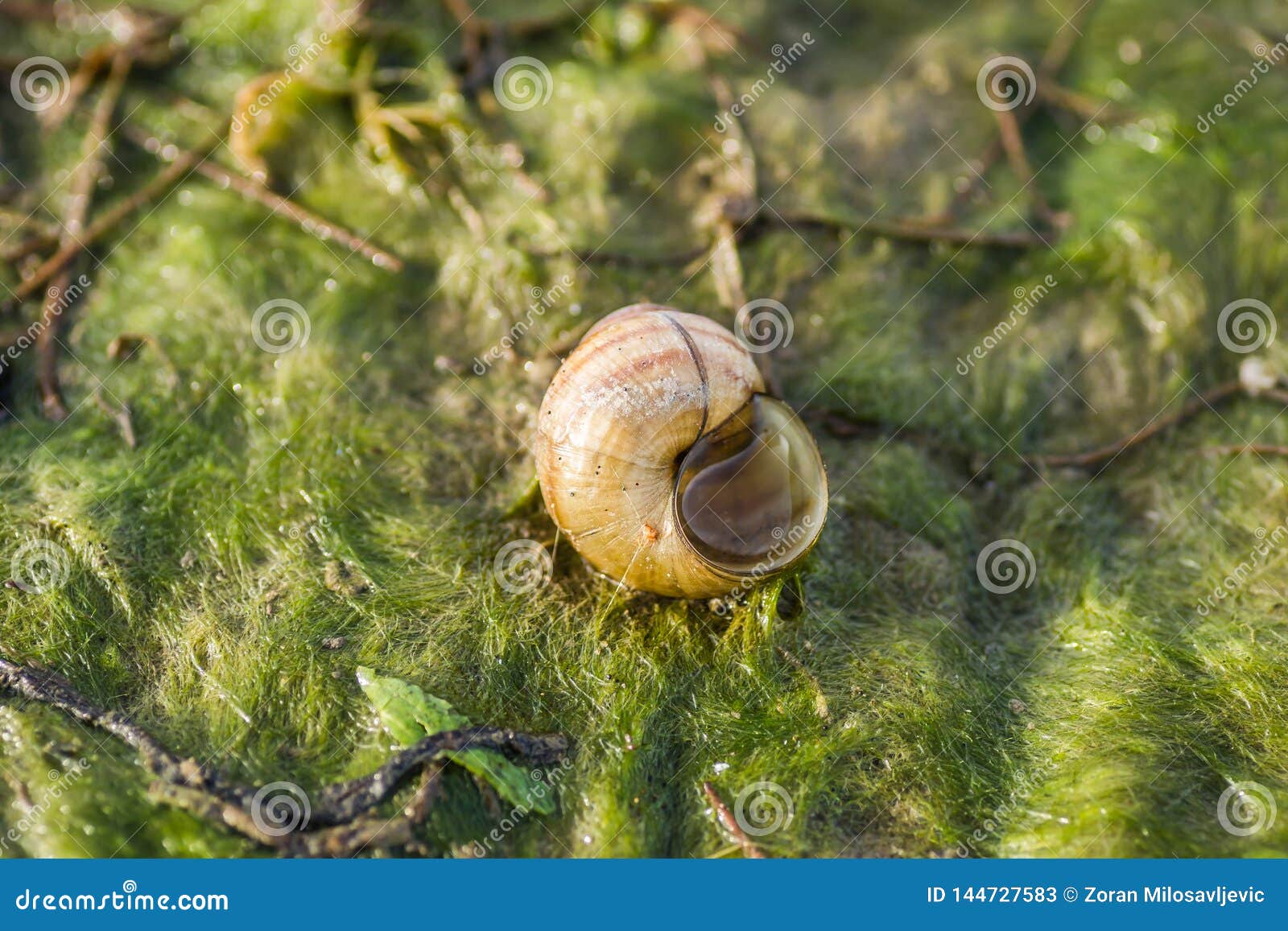 Shellfish River Snail on Grass Stock Image - Image of oyster, green ...