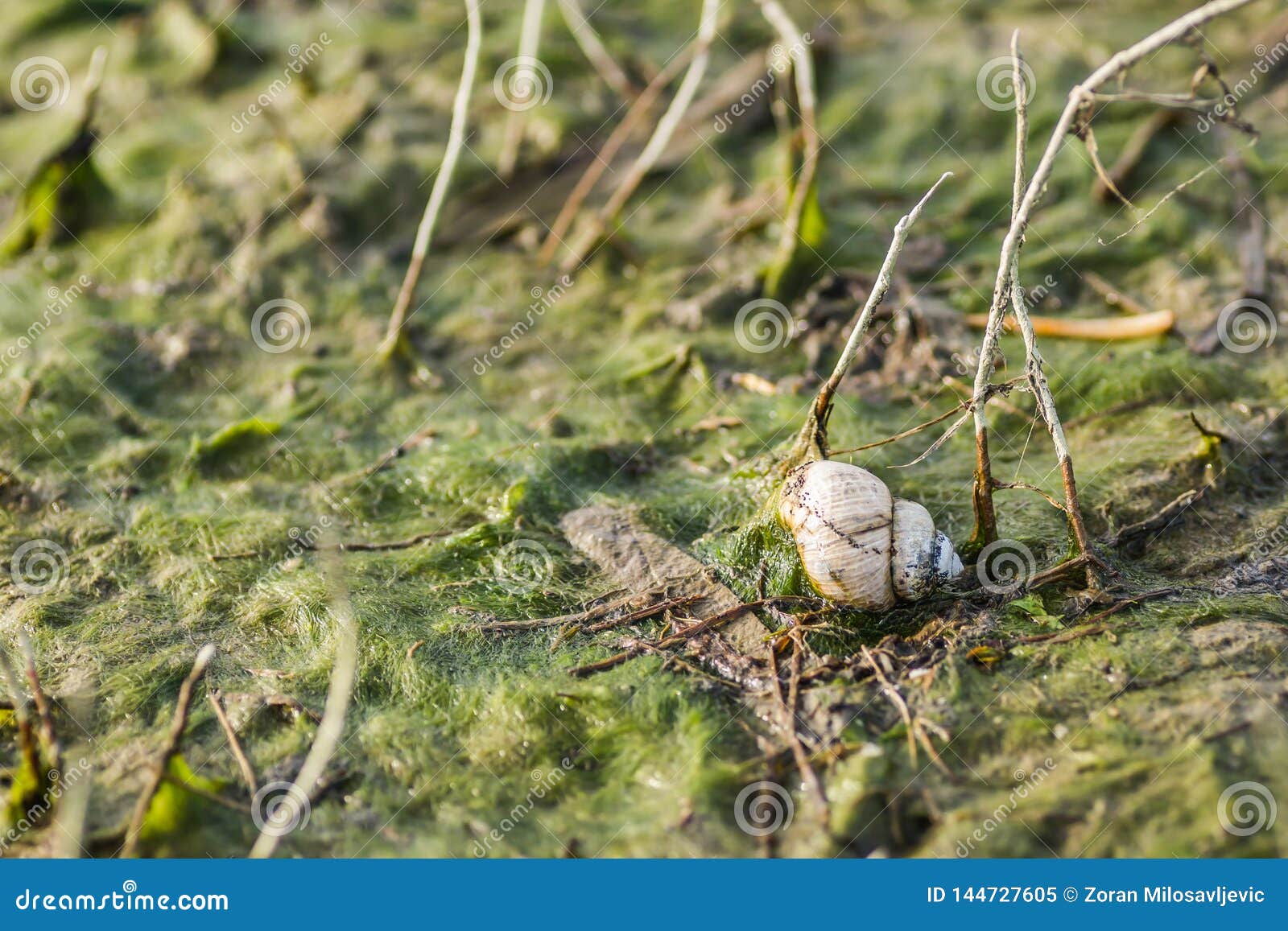 Shellfish River Snail on Grass Stock Image - Image of fresh, oyster ...