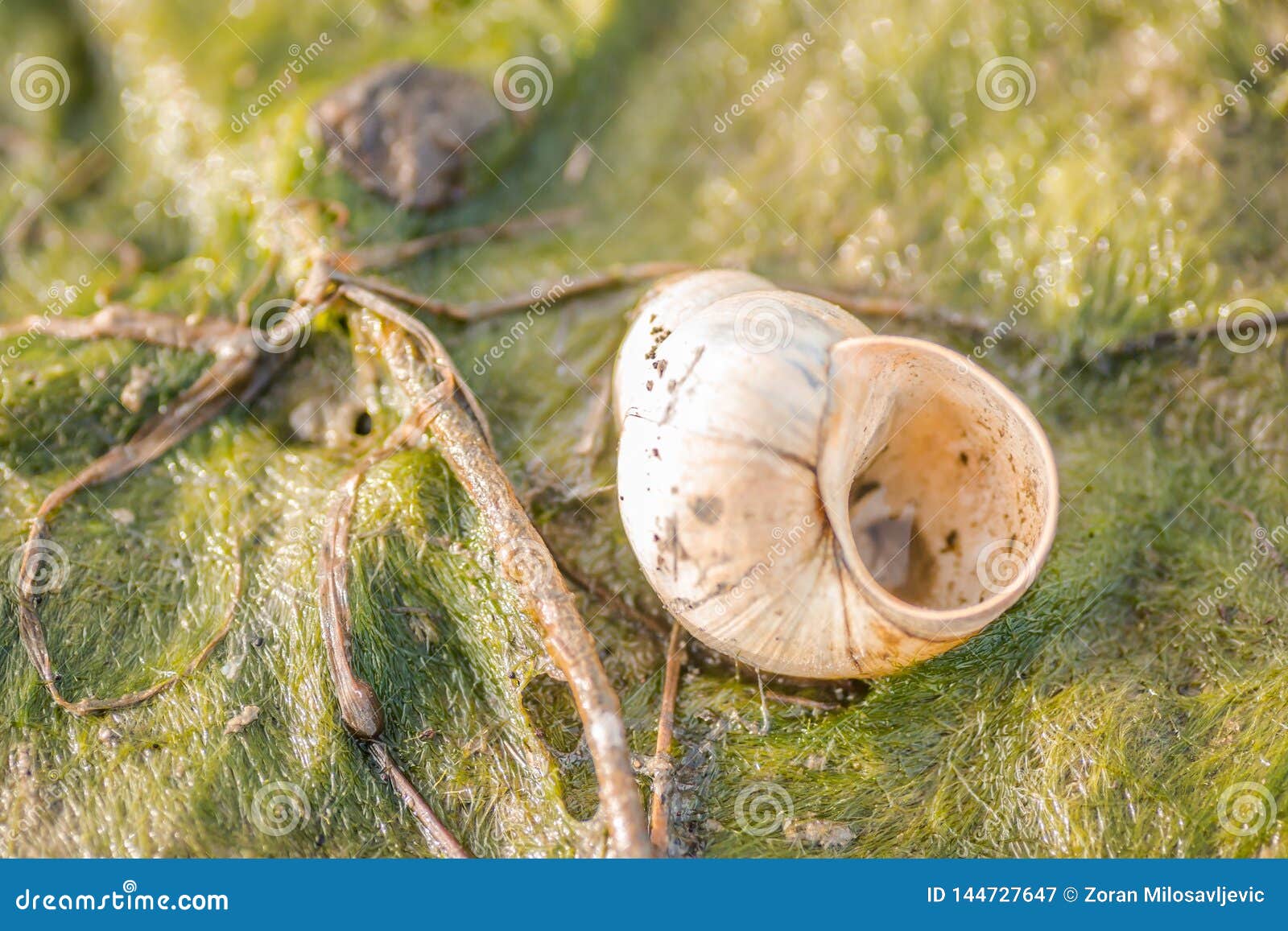 Shellfish River Snail on Grass Stock Image - Image of blue, reflection ...