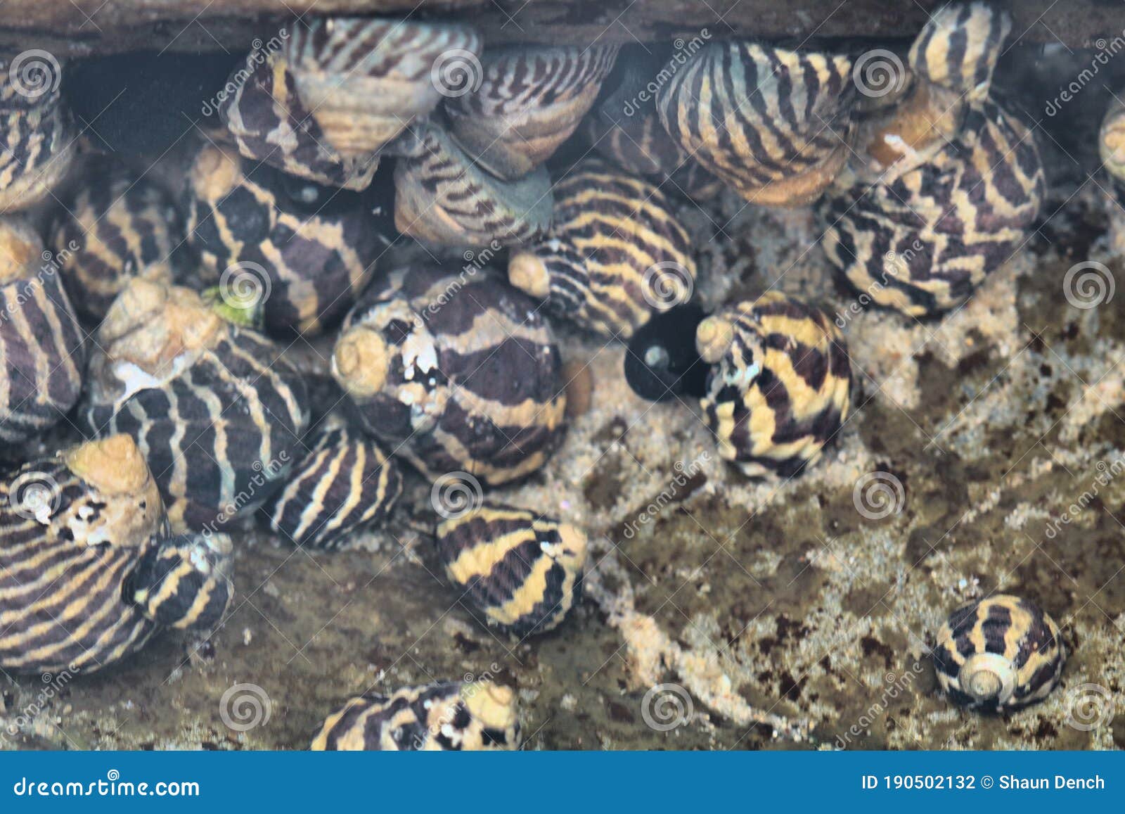 Shellfish in a Rockpool at Low Tide Stock Photo - Image of nature ...