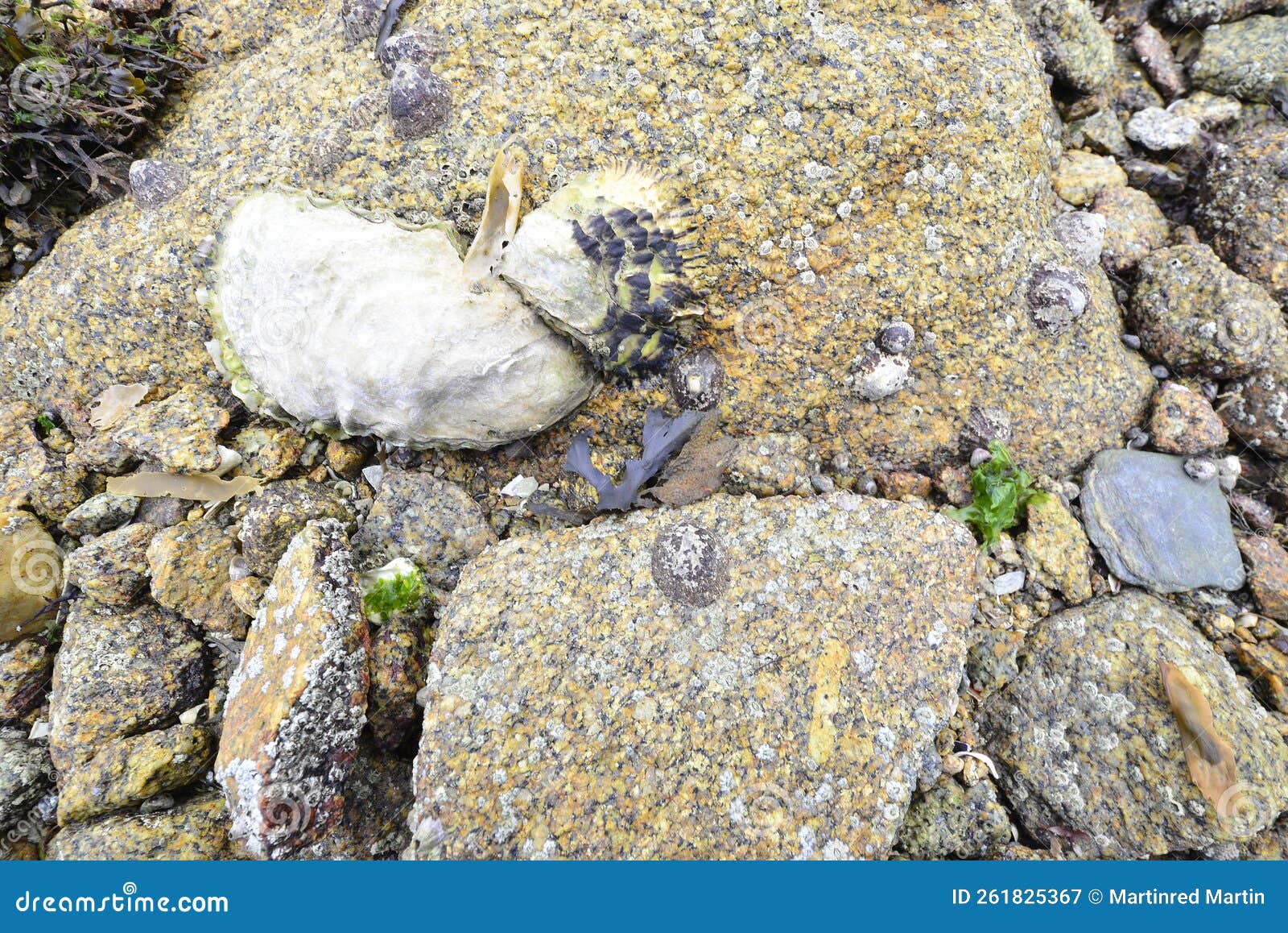 Shellfish on the Rocks of the Beaches of Galicia Stock Image - Image of ...