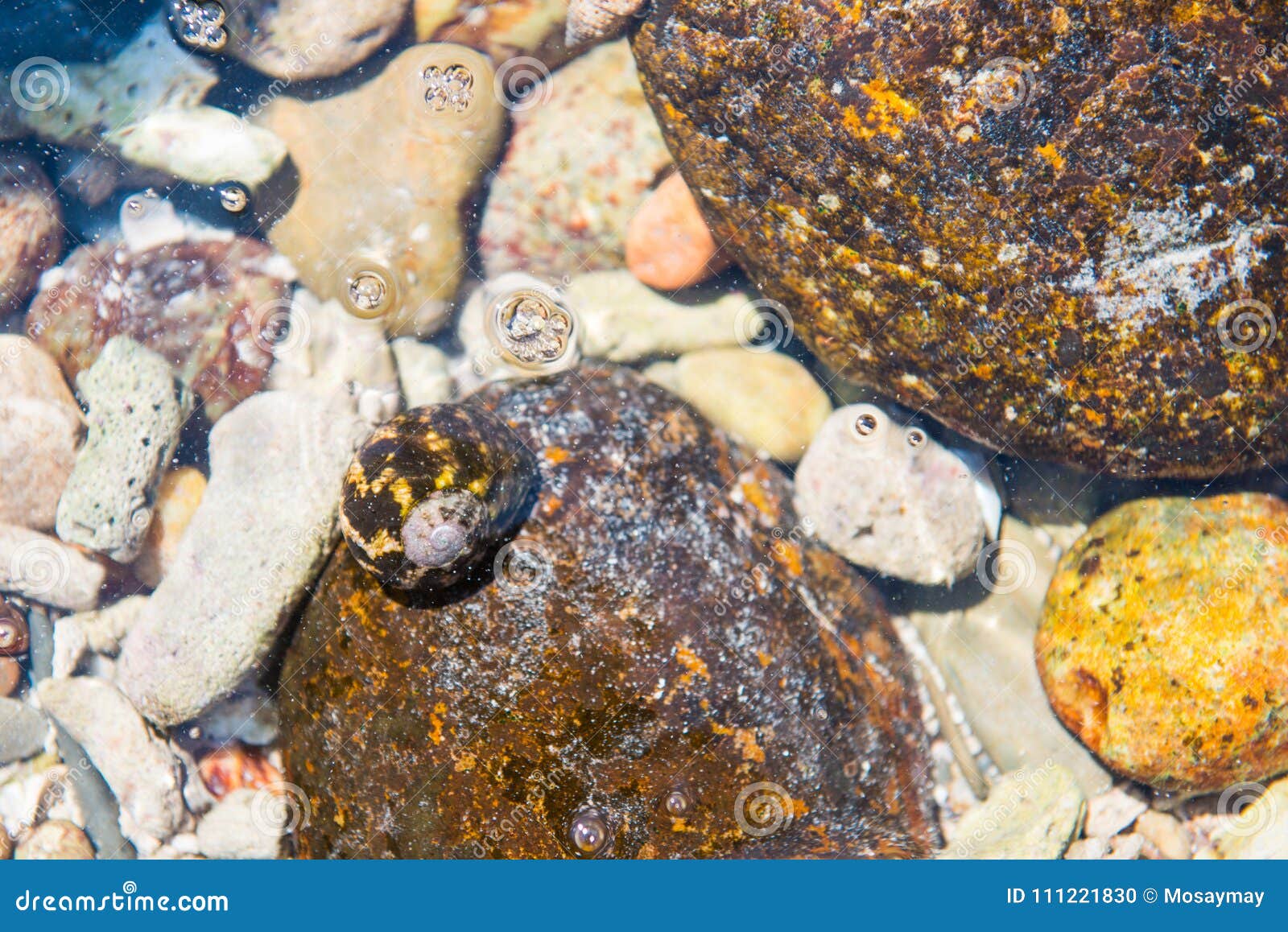 Shellfish on a Rocks that Contain Water Stock Photo - Image of natural ...