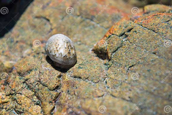 Shellfish on a rocks stock image. Image of marine, natural - 111221839