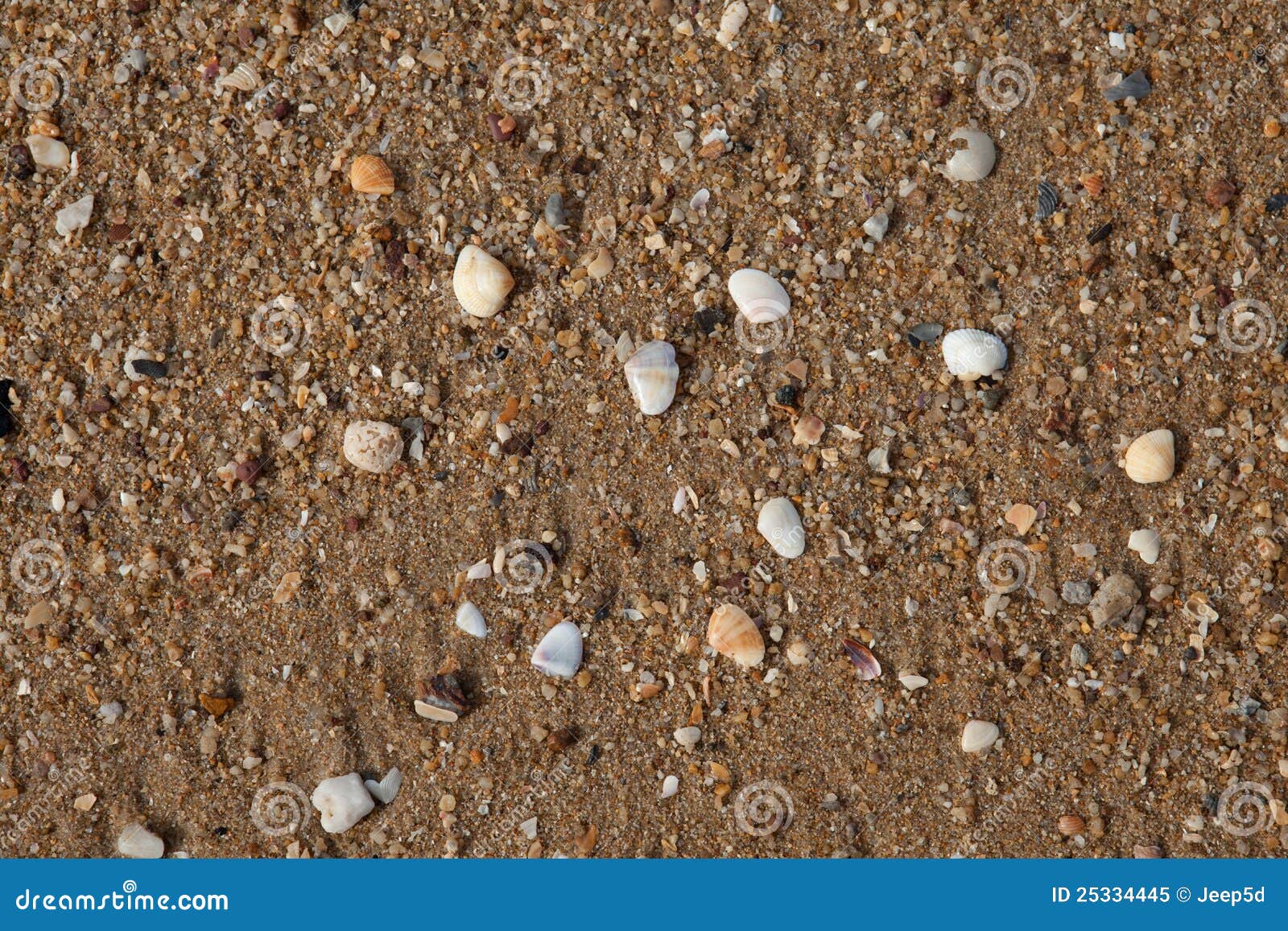 Shellfish on sand stock image. Image of natural, season - 25334445