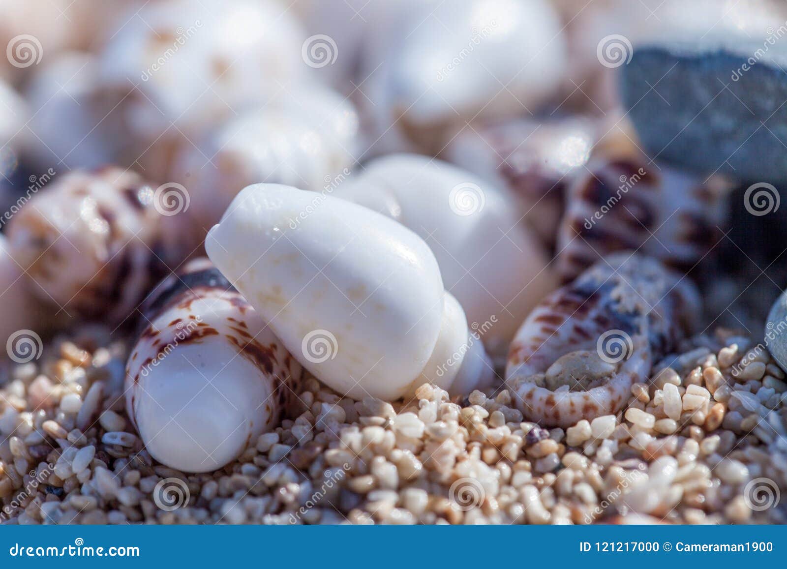 Shellfish on Sand beside Coast Stock Photo - Image of shellfish, nature ...