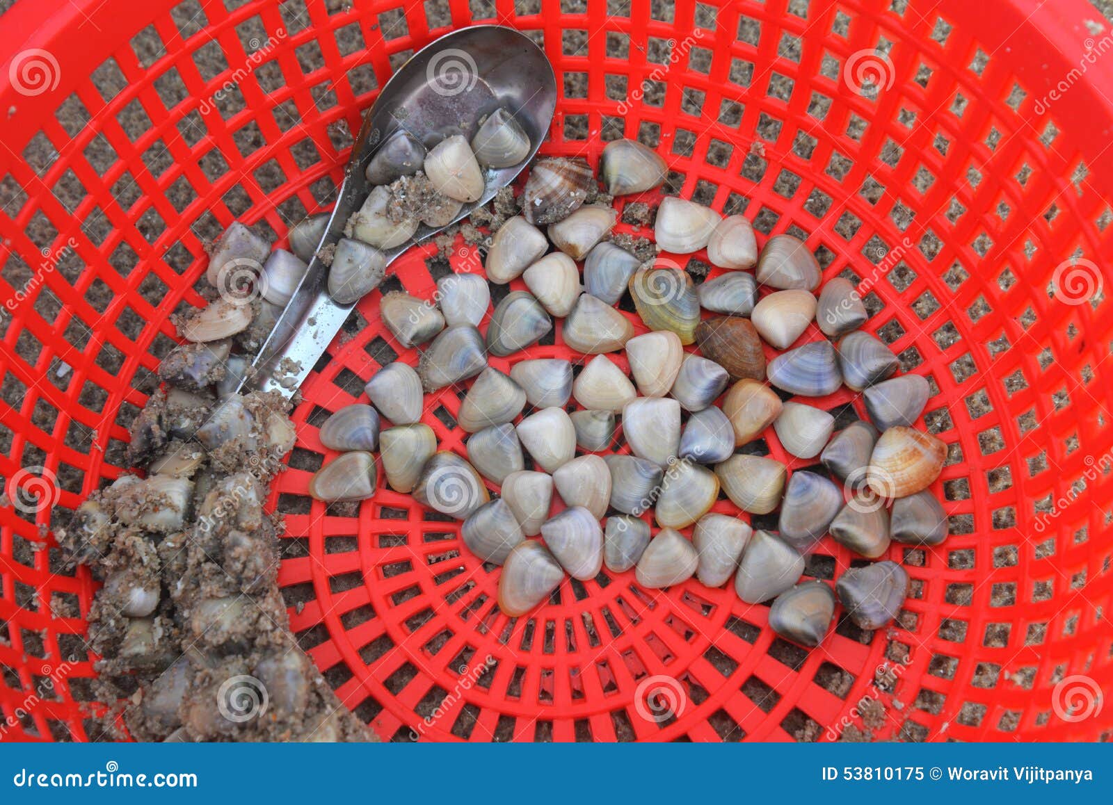 Shellfish in the sand stock image. Image of mussels, healthy - 53810175