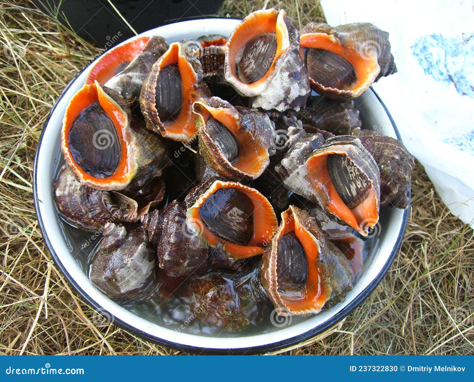 Shellfish from the sea stock photo. Image of insect - 237322830