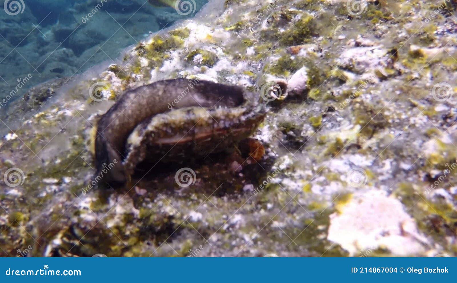 Shellfish Sea Slug on Shell Underwater on Bottom of Volcanic Origin in ...