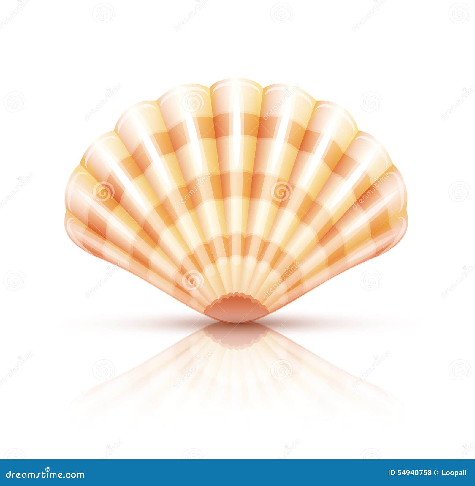 Shellfish seashell stock illustration. Illustration of mollusc - 54940758