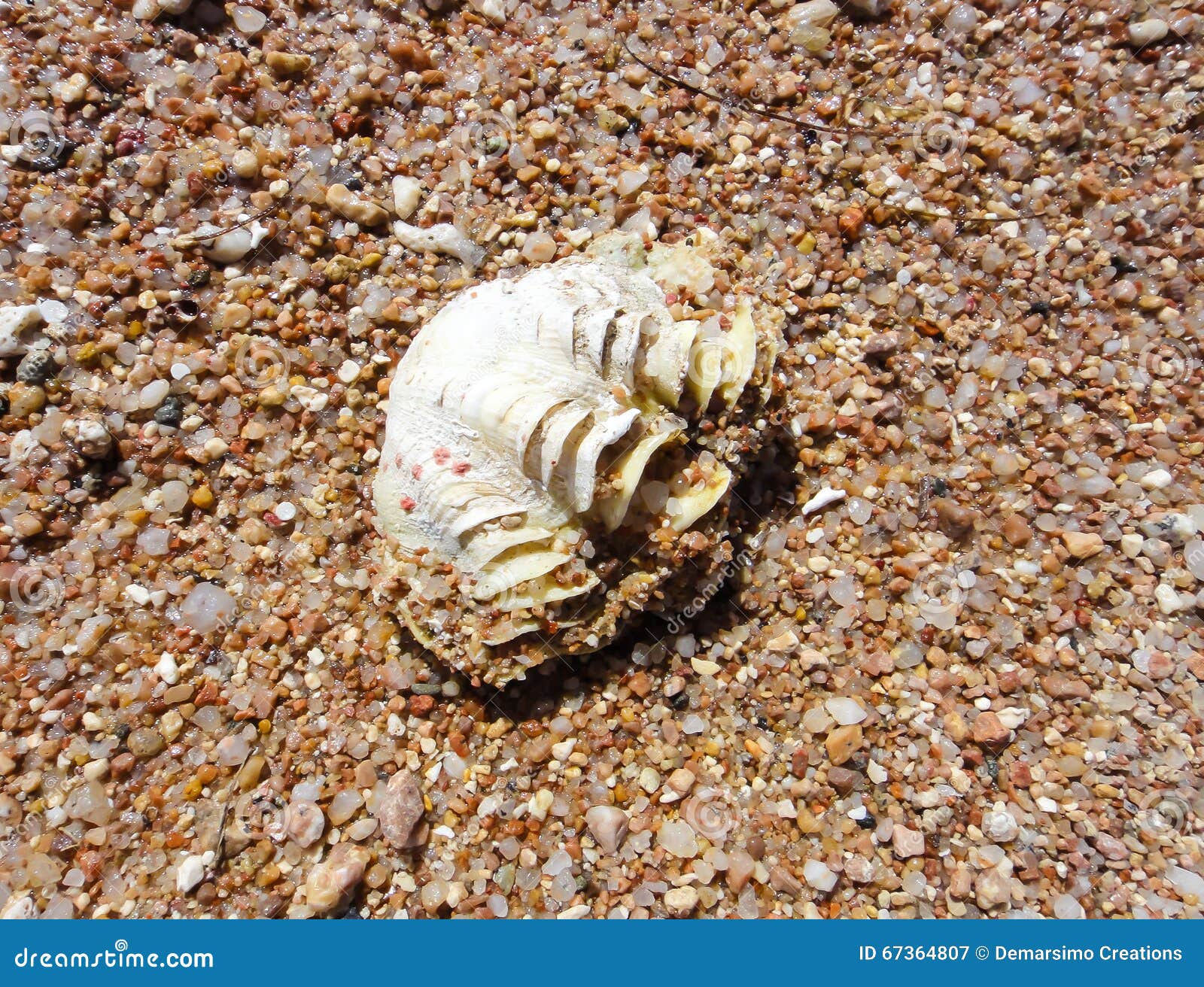Shellfish stock image. Image of small, shell, sand, color - 67364807