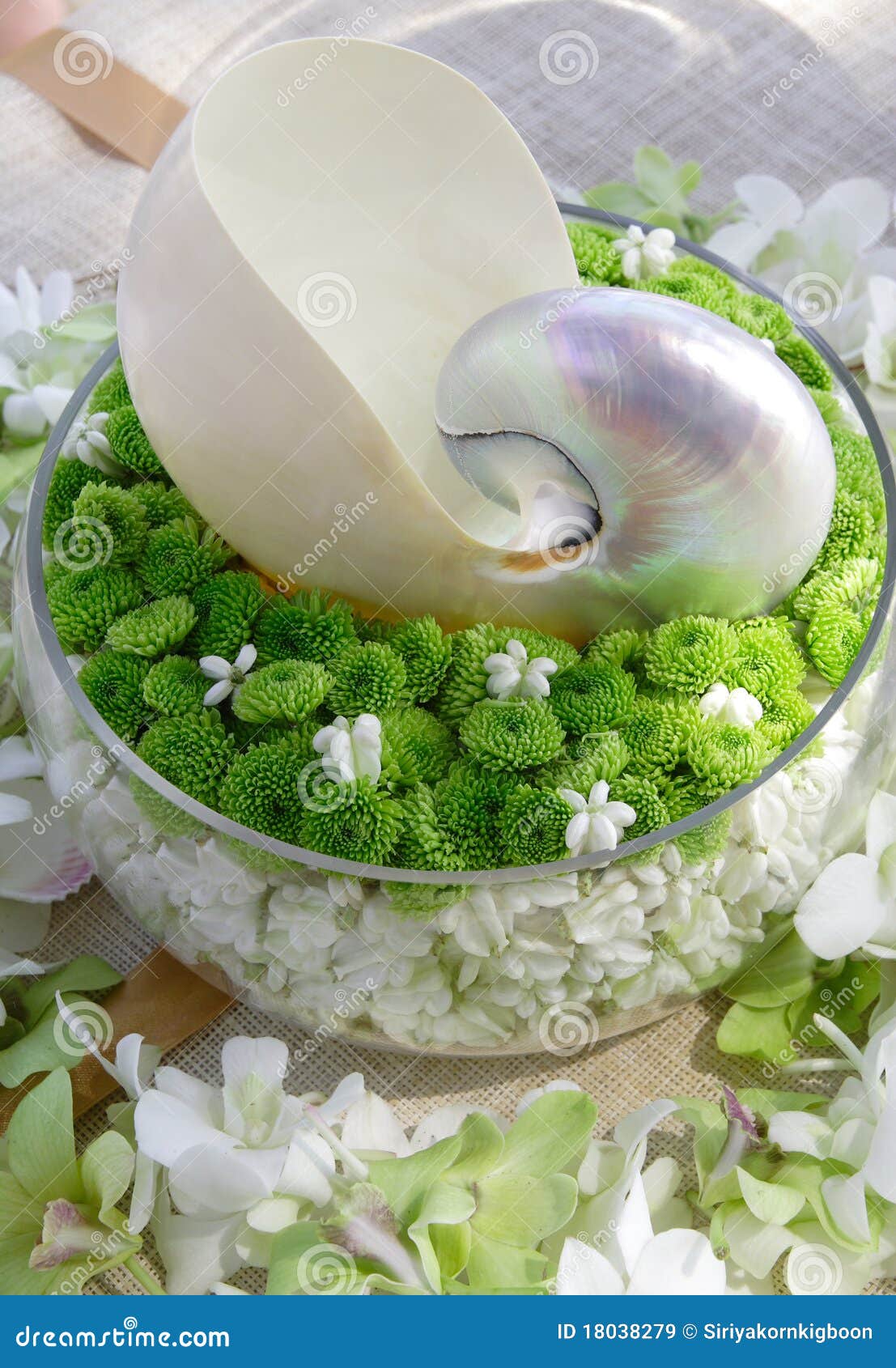 Shellfish Shell Orchid Flower Stock Image - Image of marine, cards ...