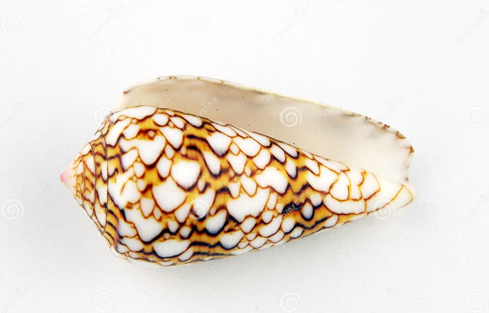 Shellfish Shell stock image. Image of shell, spiral - 124468653