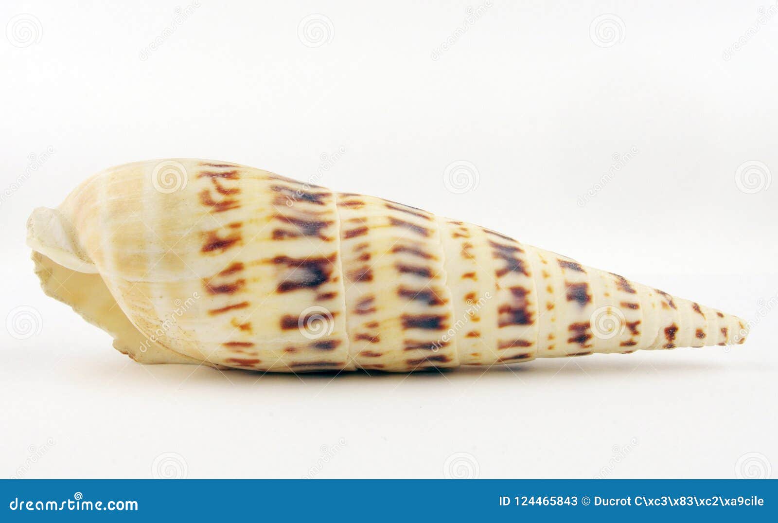 Shellfish Shell stock image. Image of animal, brown - 124465843